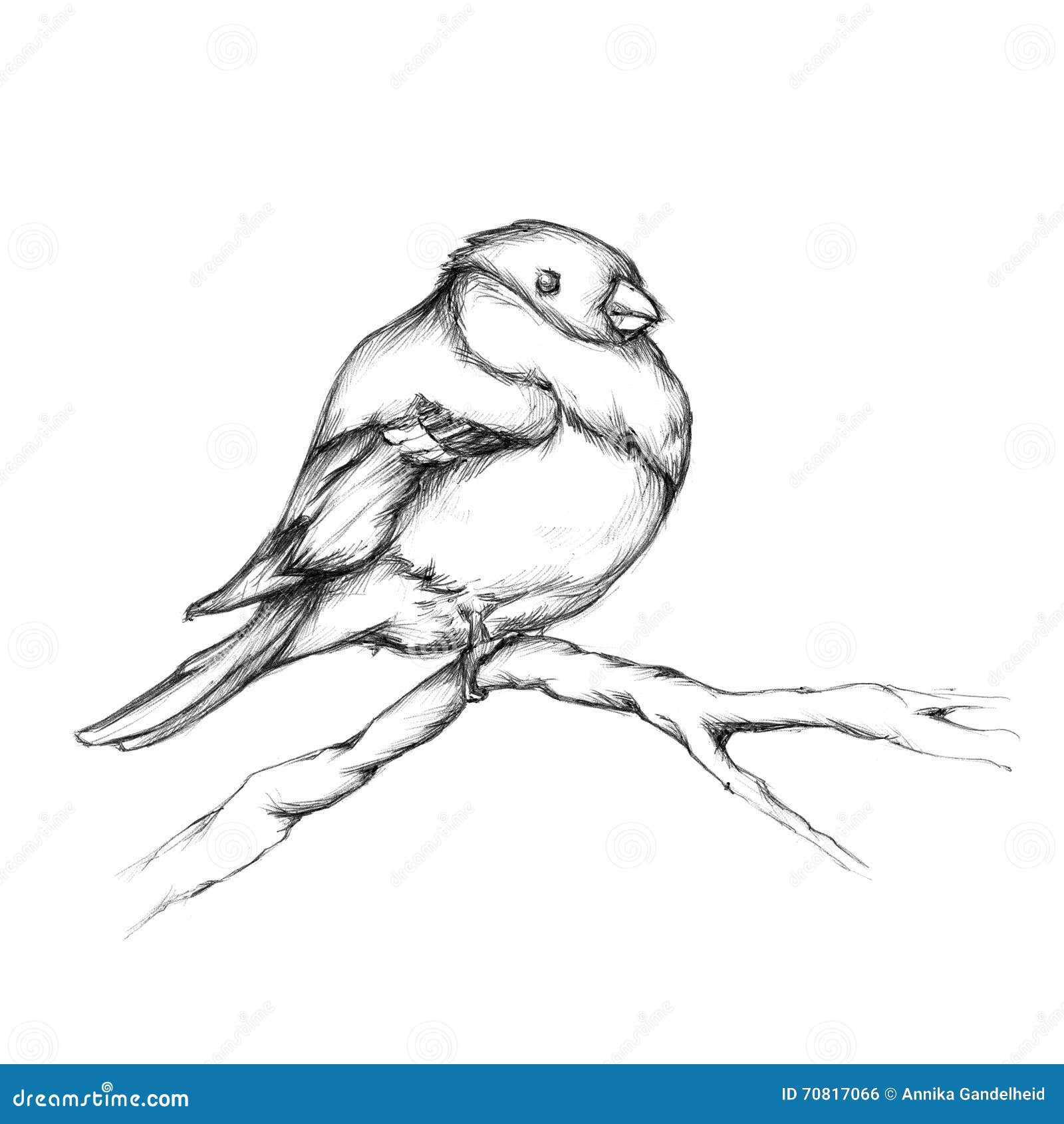 Bullfinch stock illustration. Illustration of drawing - 70817066