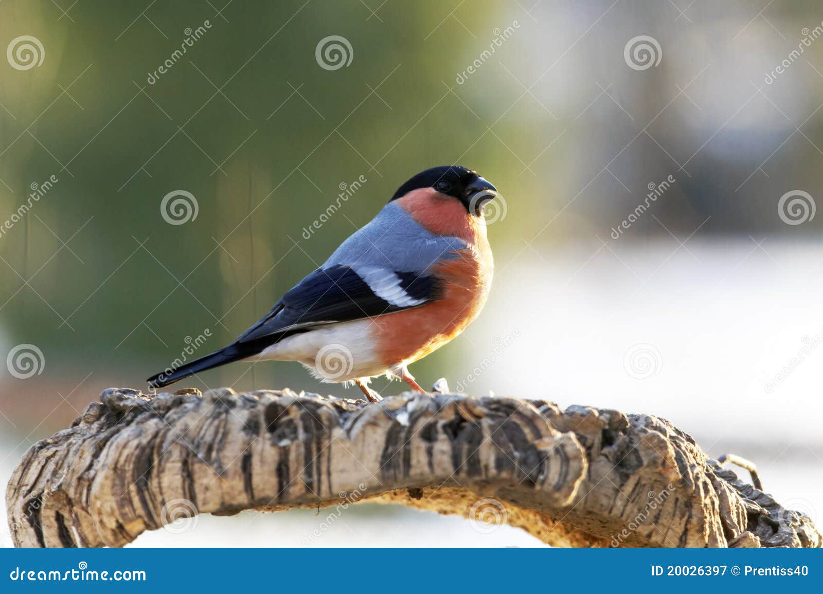Bullfinch male stock image. Image of posing, pose, copy - 20026397