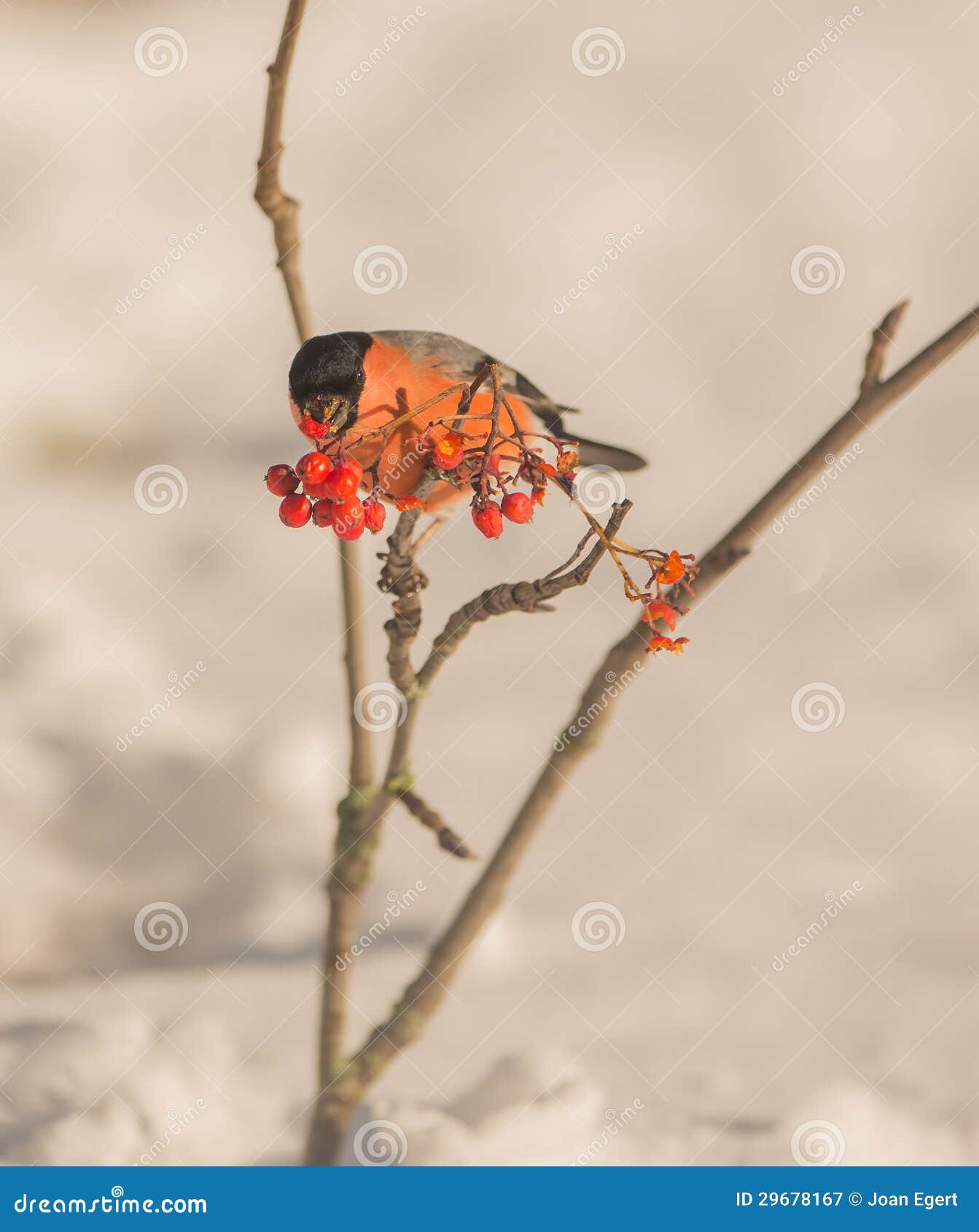 Bullfinch Masculino Que Alimenta En Bayas Imagen de archivo - Imagen de ...