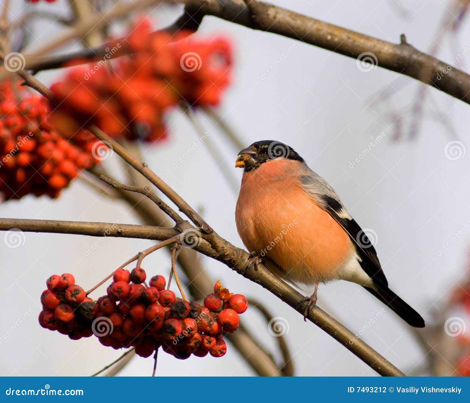 Bullfinch (Pyrrhula) stock photo. Image of wild, wildlife - 7493212