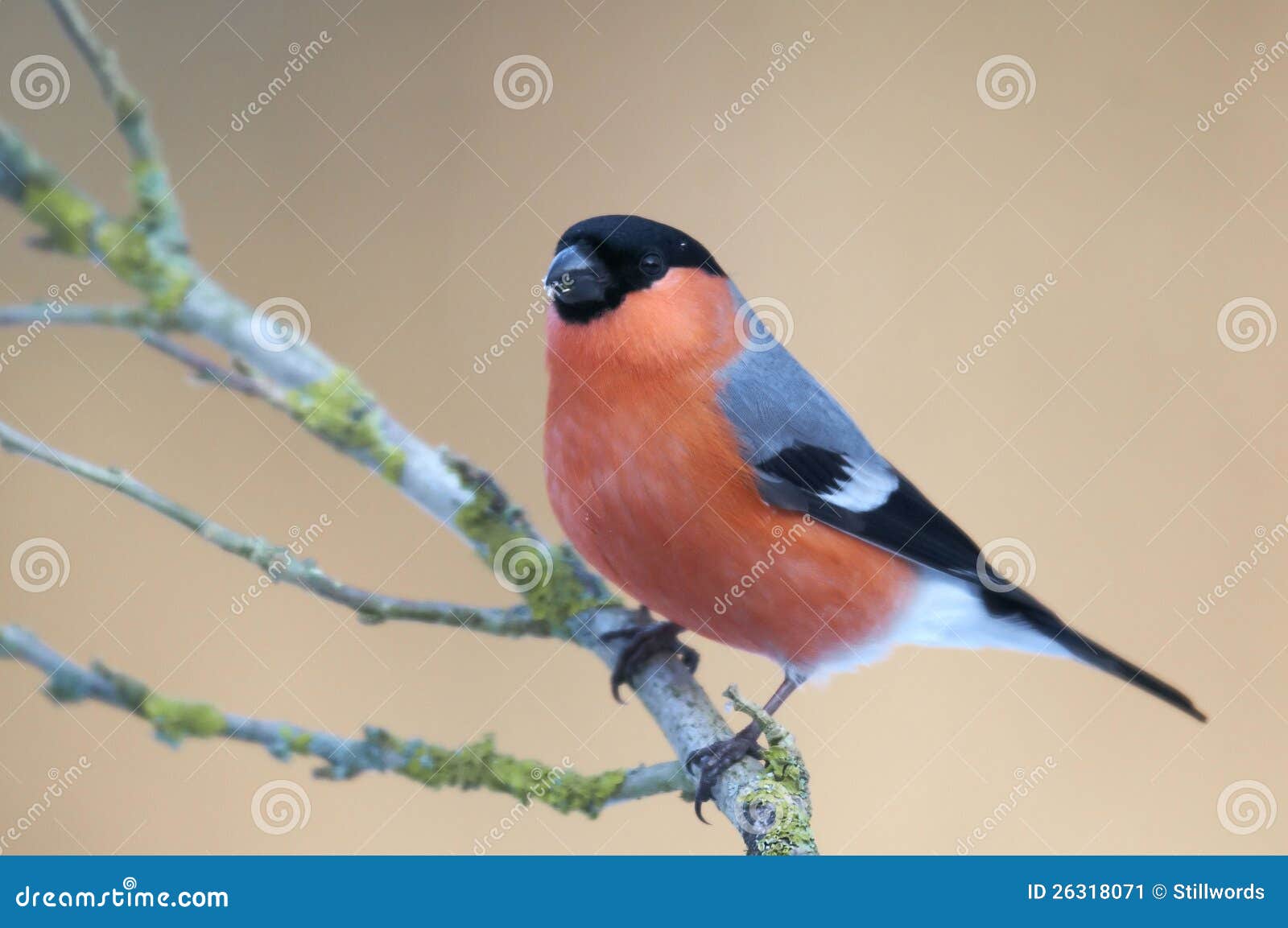 Bullfinch, Pyrrhula Pyrrhula, Sitting On Yellow Lichen Branch, Sumava ...