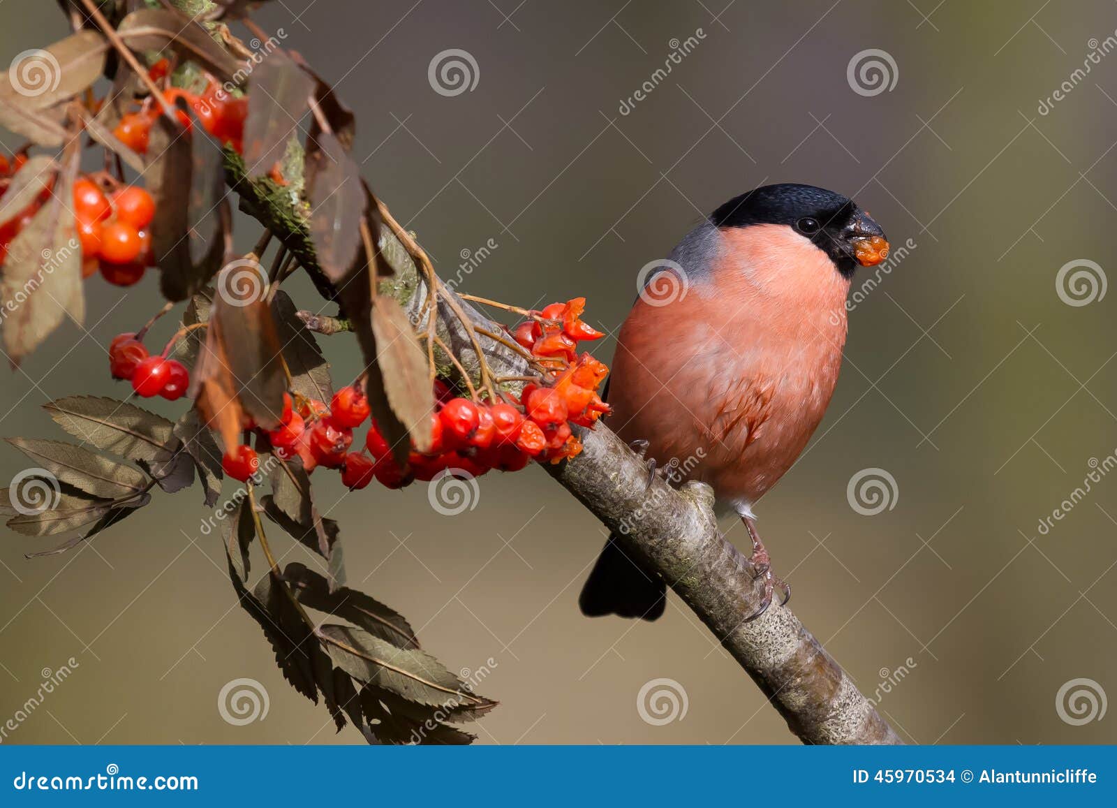 Bullfinch stock photo. Image of berries, bird, detailed - 45970534