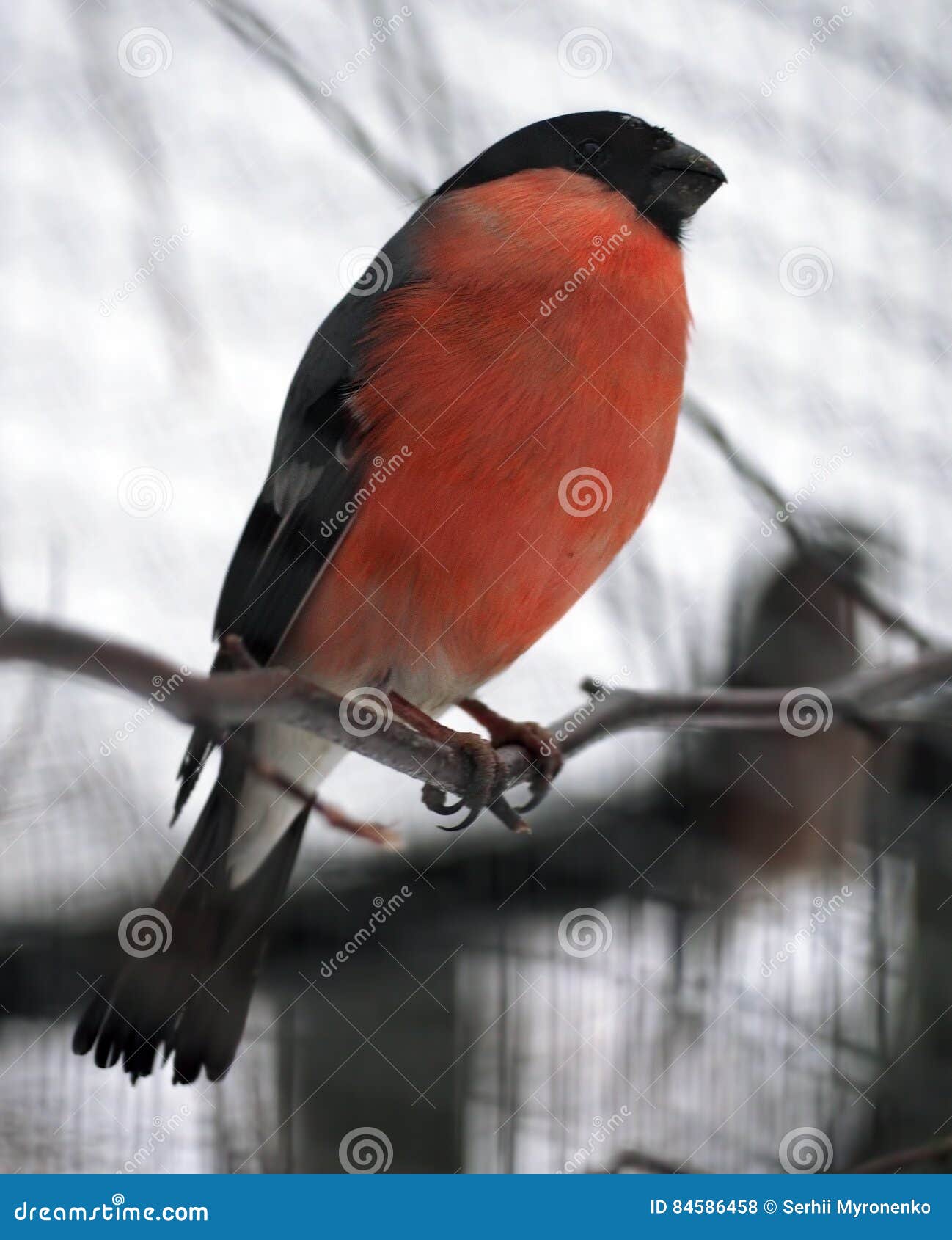 Bullfinch Sitting at Branch in December Stock Photo - Image of feather ...