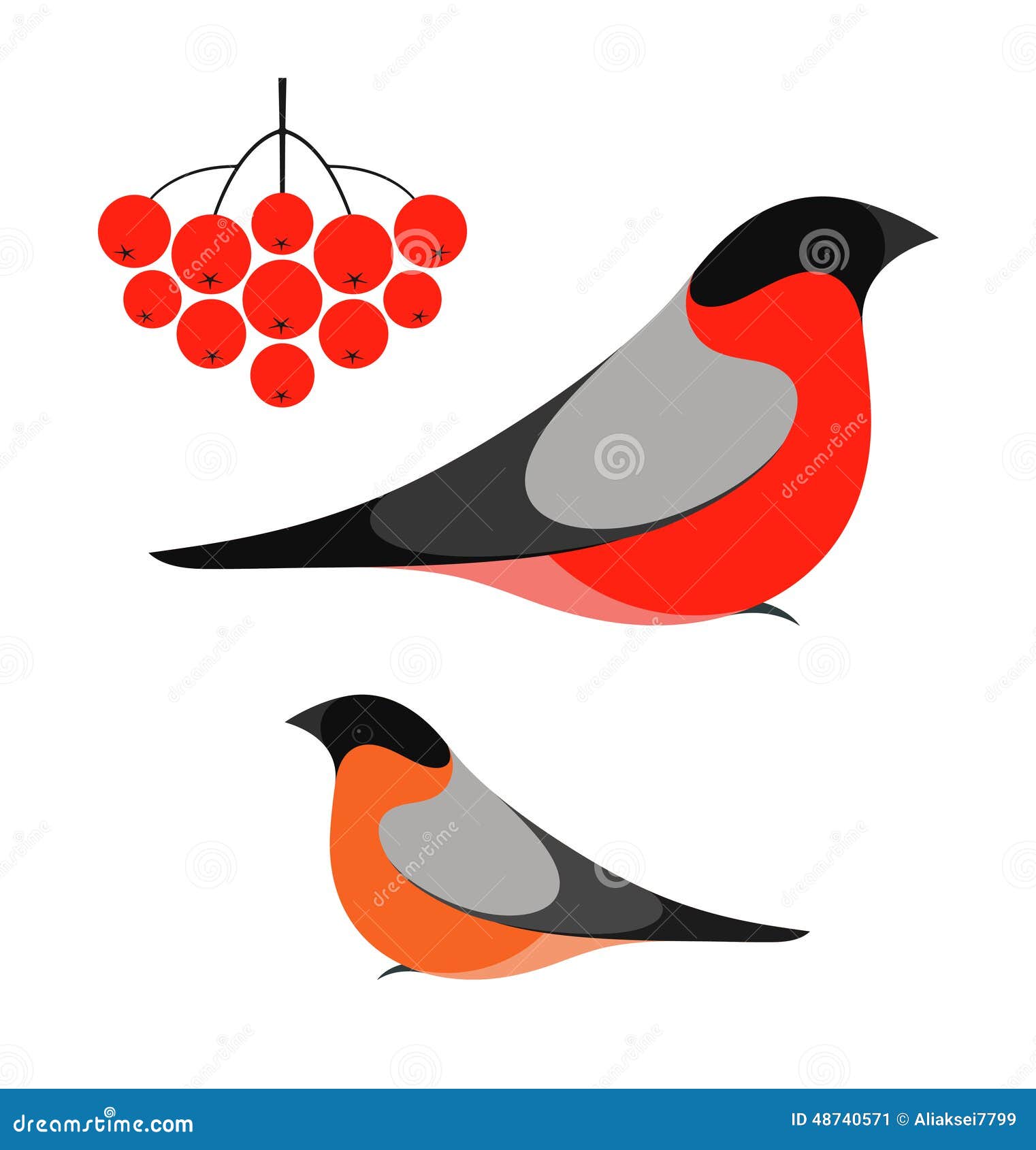 Bullfinch stock vector. Illustration of isolated, rowan - 48740571