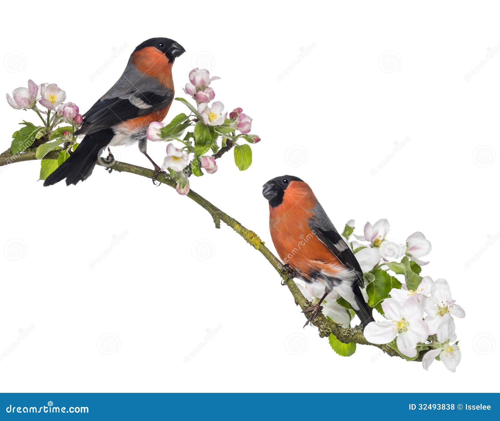Bullfinches Perched on a Blossoming Branch, Isolated Stock Photo ...