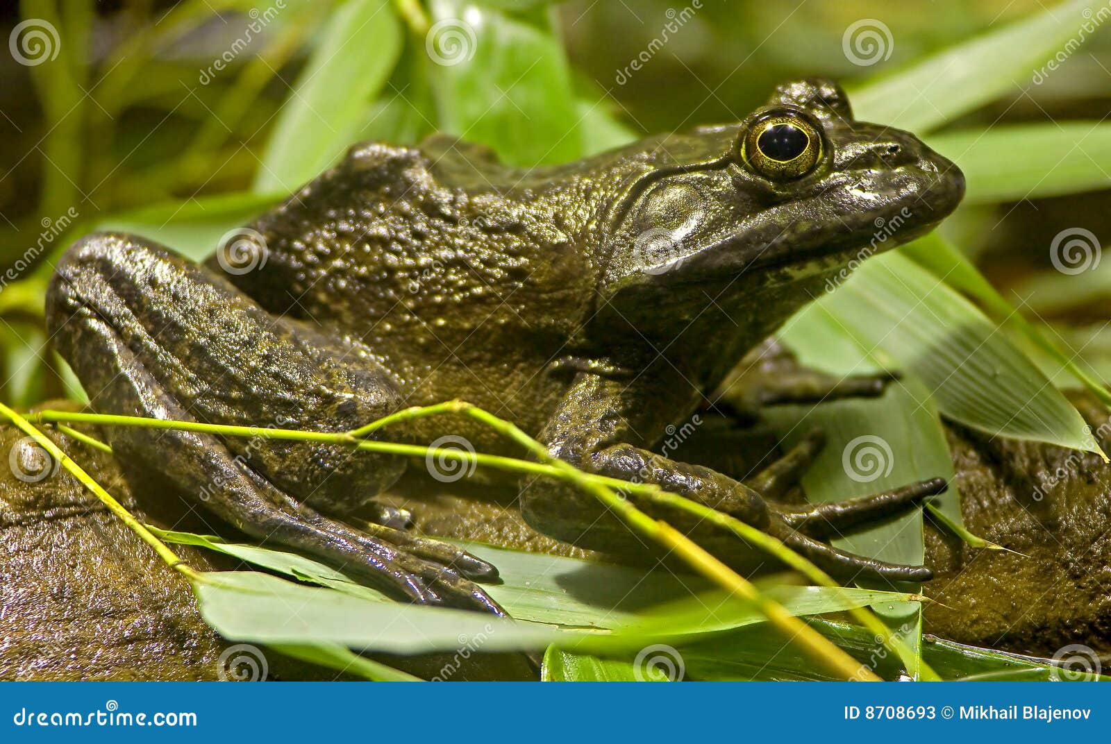 Bullfrog 1 stock image. Image of jump, grey, goggle, slippery - 8708693