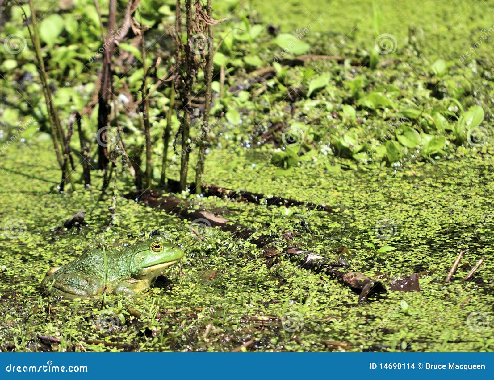 Bullfrog stock photo. Image of swamp, marsh, animal, amphibian - 14690114