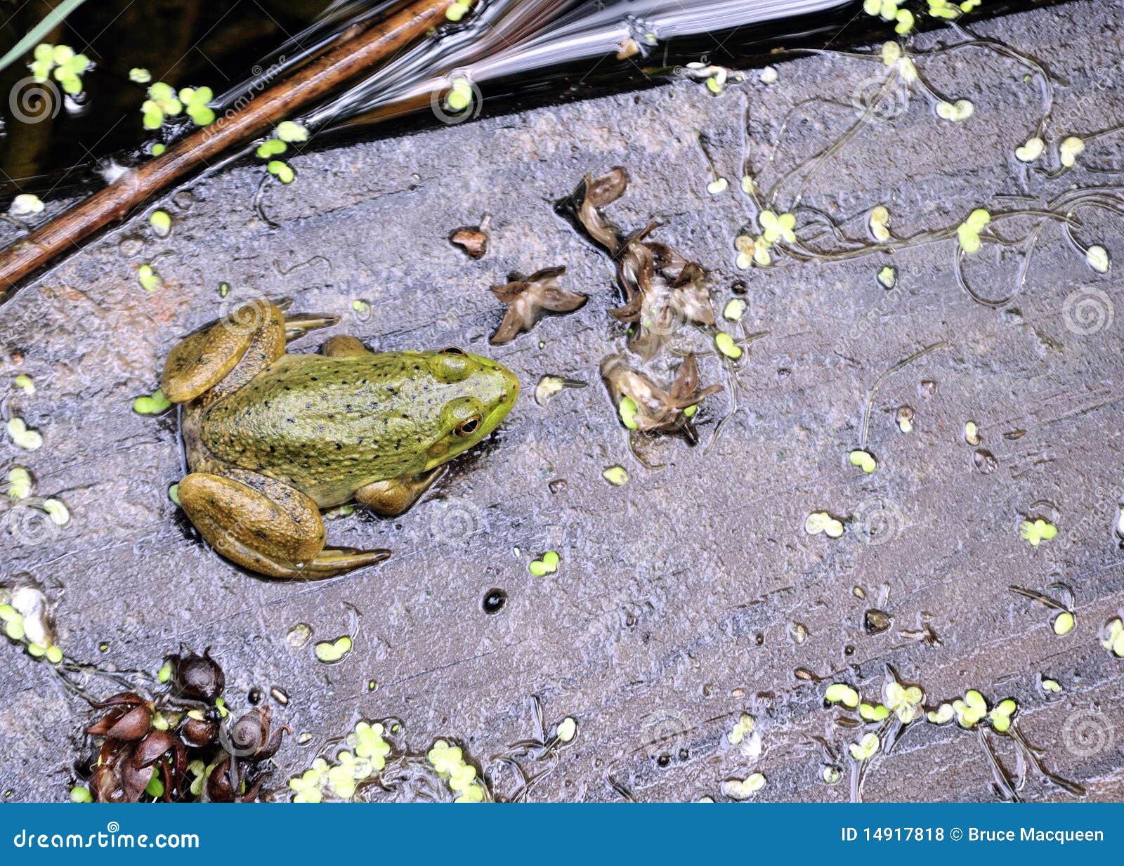 Bullfrog stock photo. Image of outdoors, animal, fauna - 14917818