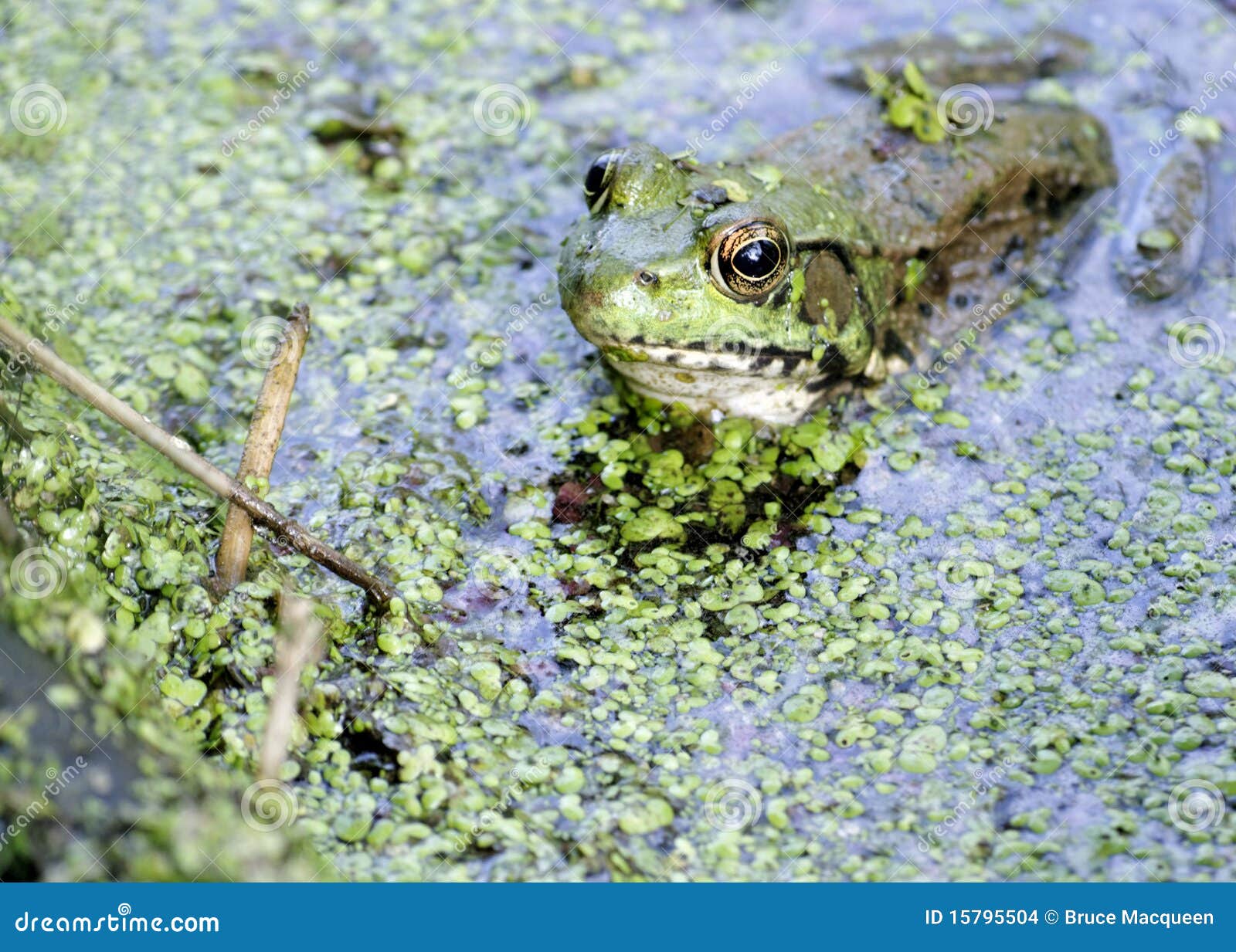 Bullfrog stock photo. Image of wildlife, swamp, amphibian - 15795504