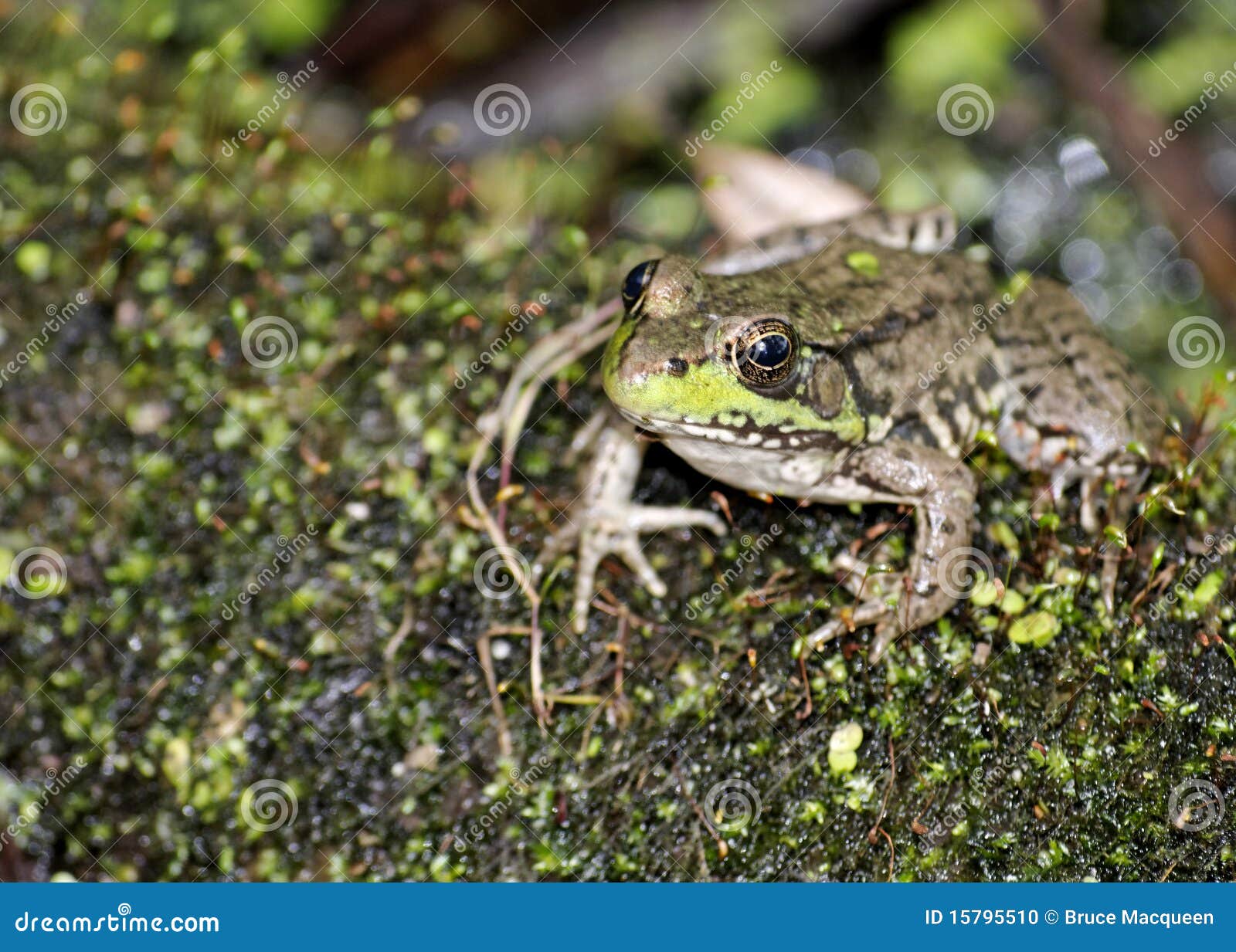 Bullfrog stock photo. Image of outdoors, nature, animal - 15795510