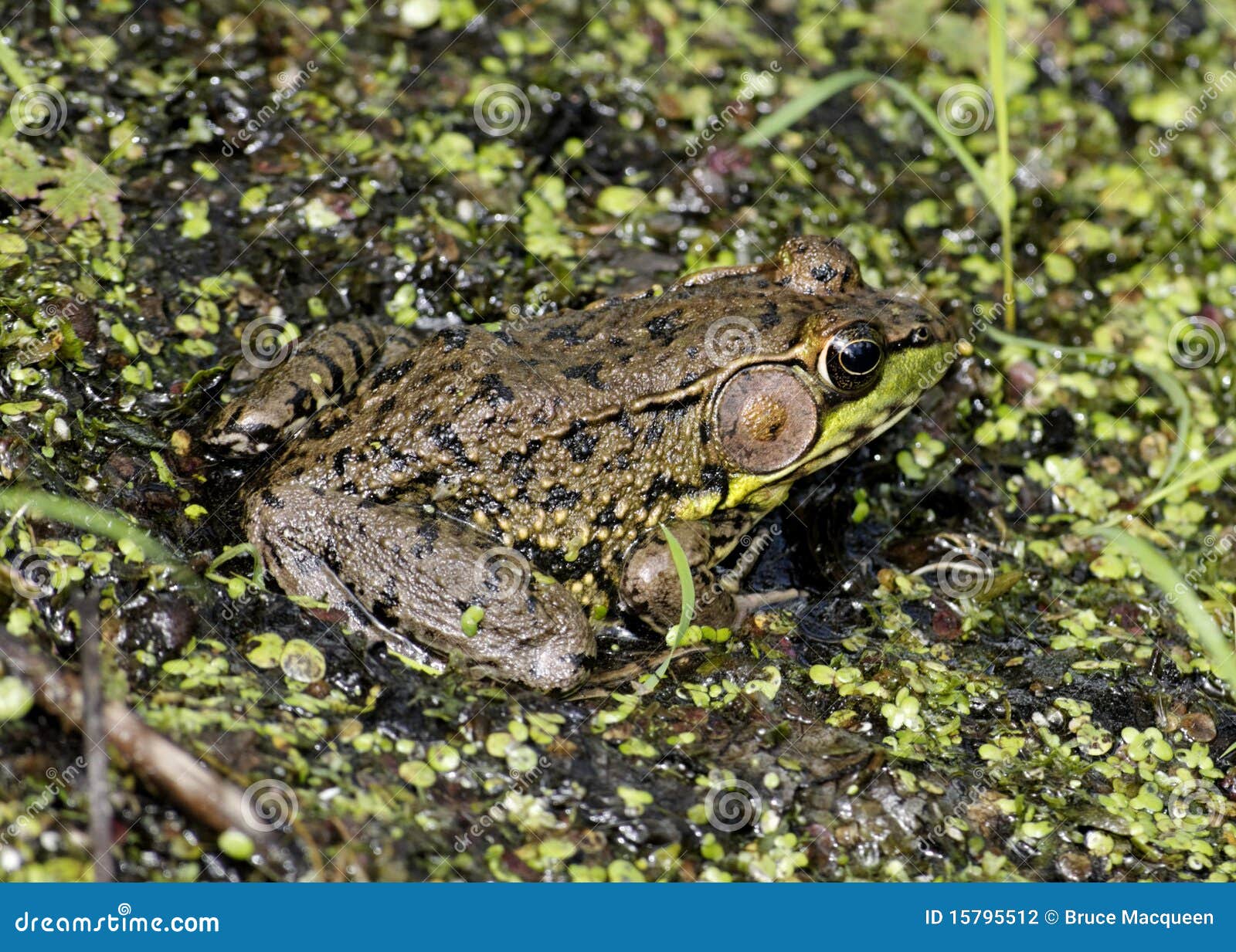 Bullfrog stock photo. Image of outdoors, ecosystem, lithobates - 15795512