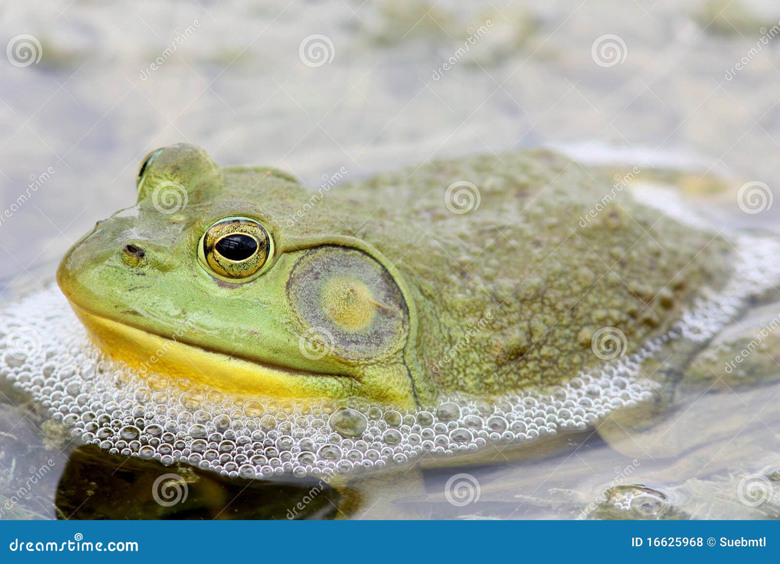 Portrait of American Bullfrog Stock Photo - Image of frog, predatory ...