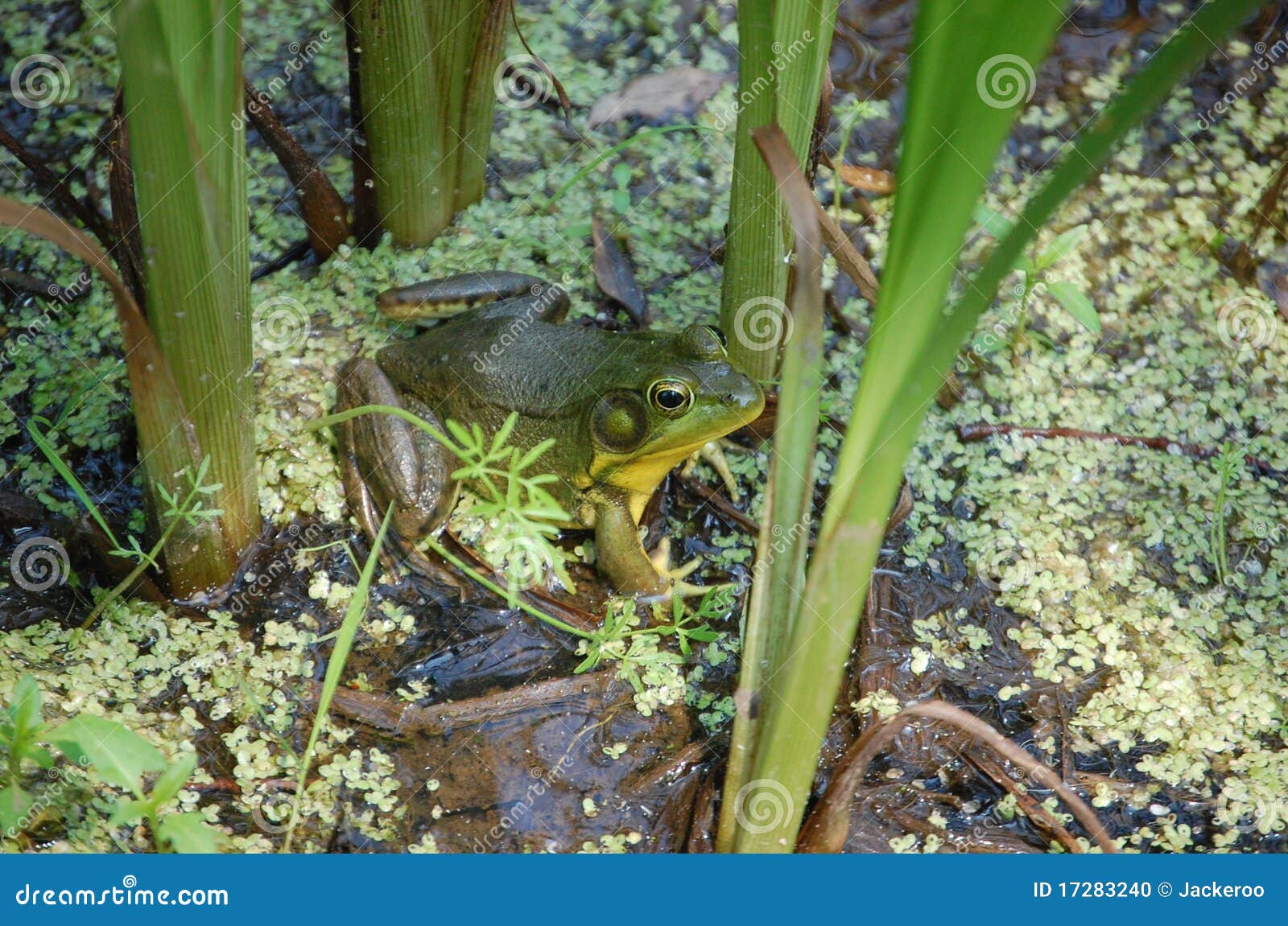 Bullfrog stock photo. Image of frog, herptile, pondlife - 17283240