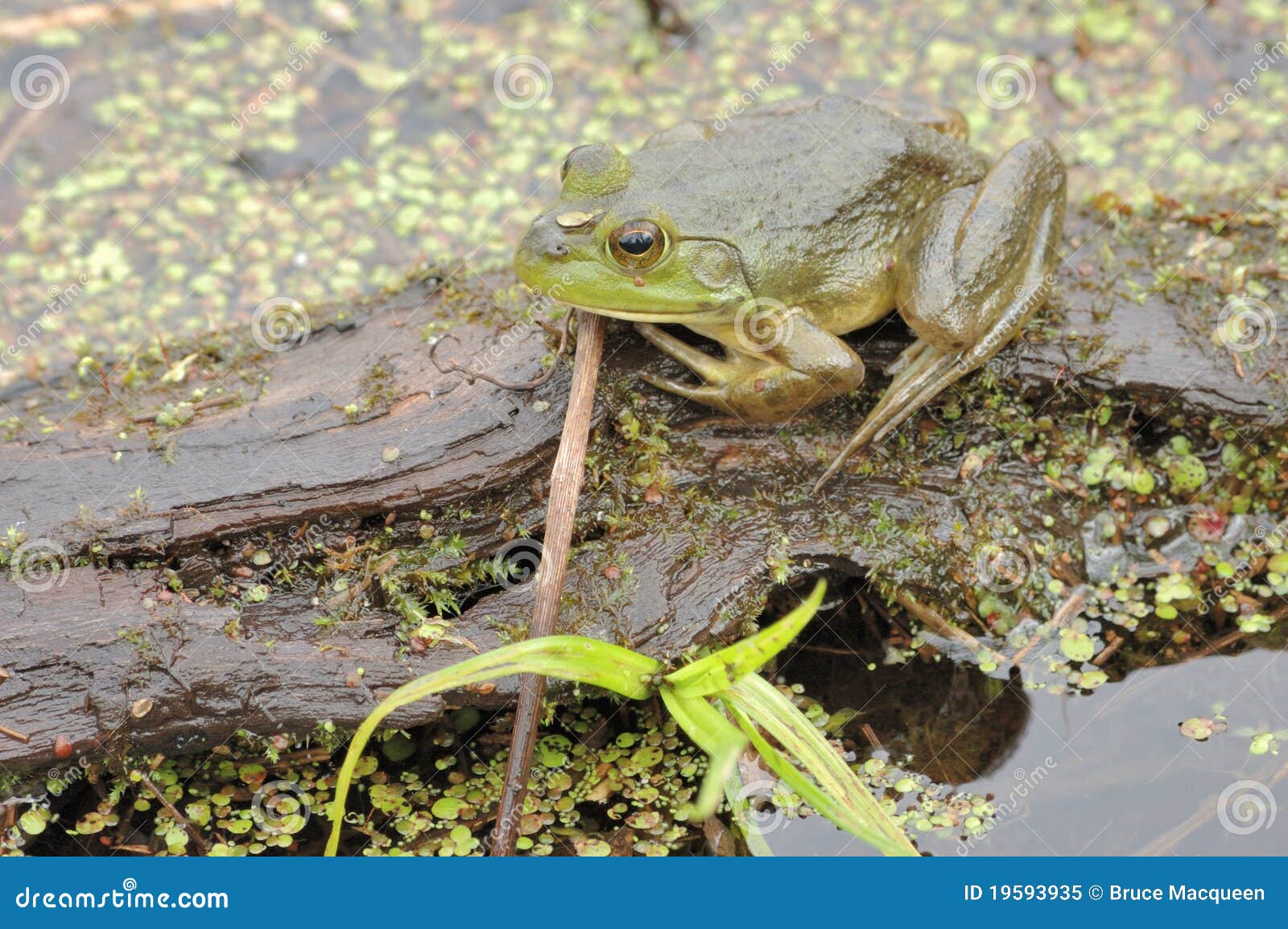 Bullfrog stock image. Image of bullfrog, swamp, fauna - 19593935