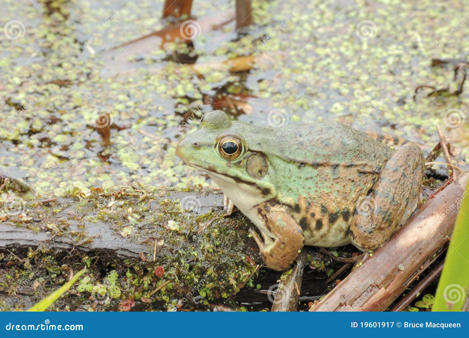 Bullfrog stock image. Image of animal, grass, frog, wildlife - 19601917