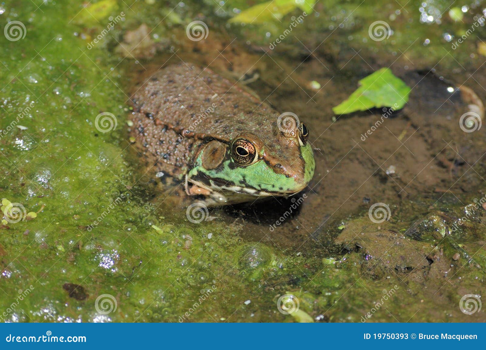 Bullfrog stock image. Image of marsh, swamp, outdoors - 19750393