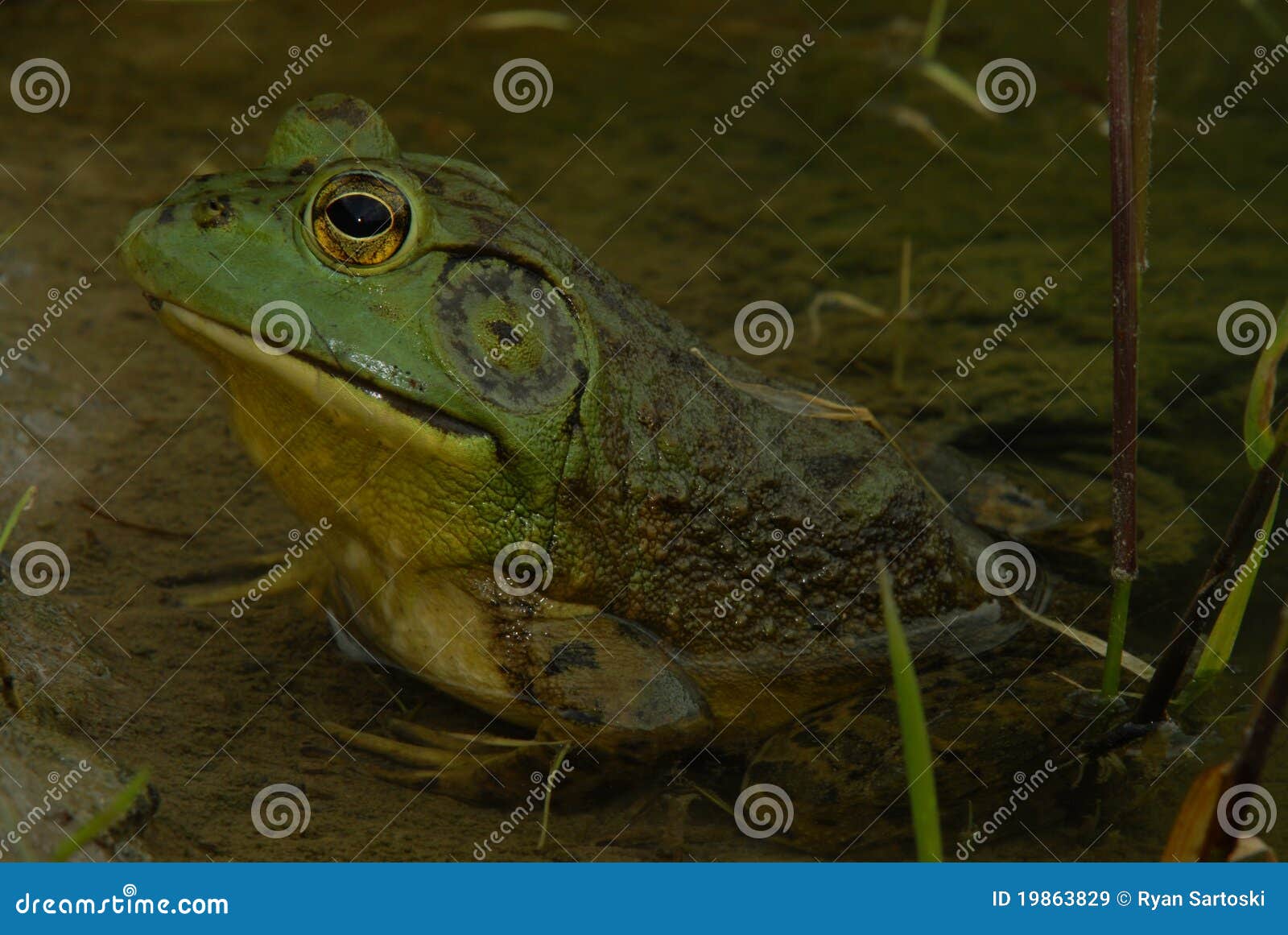 Bullfrog stock image. Image of ecology, summer, biology - 19863829