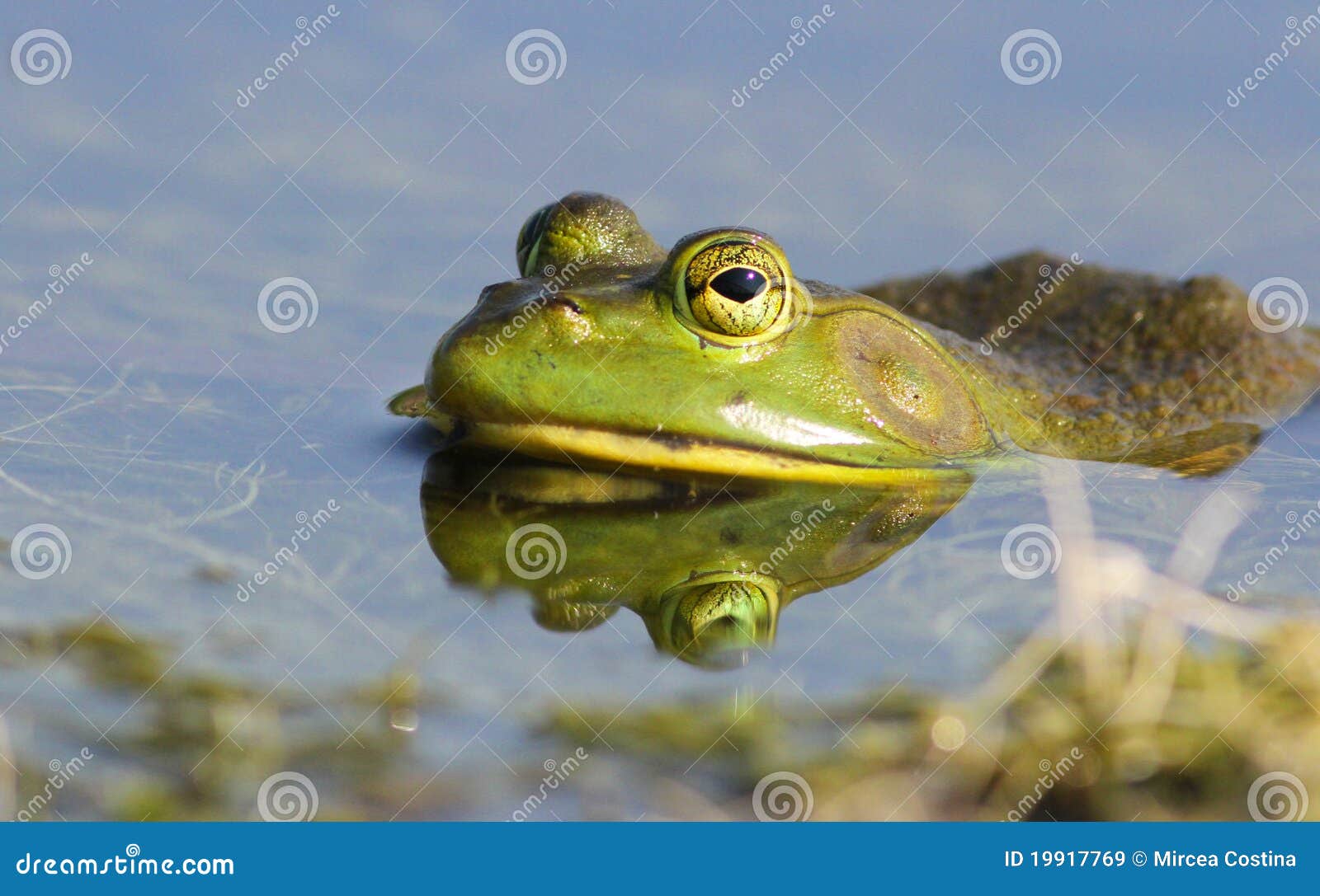 Bullfrog stock image. Image of toad, amphibians, frog - 19917769