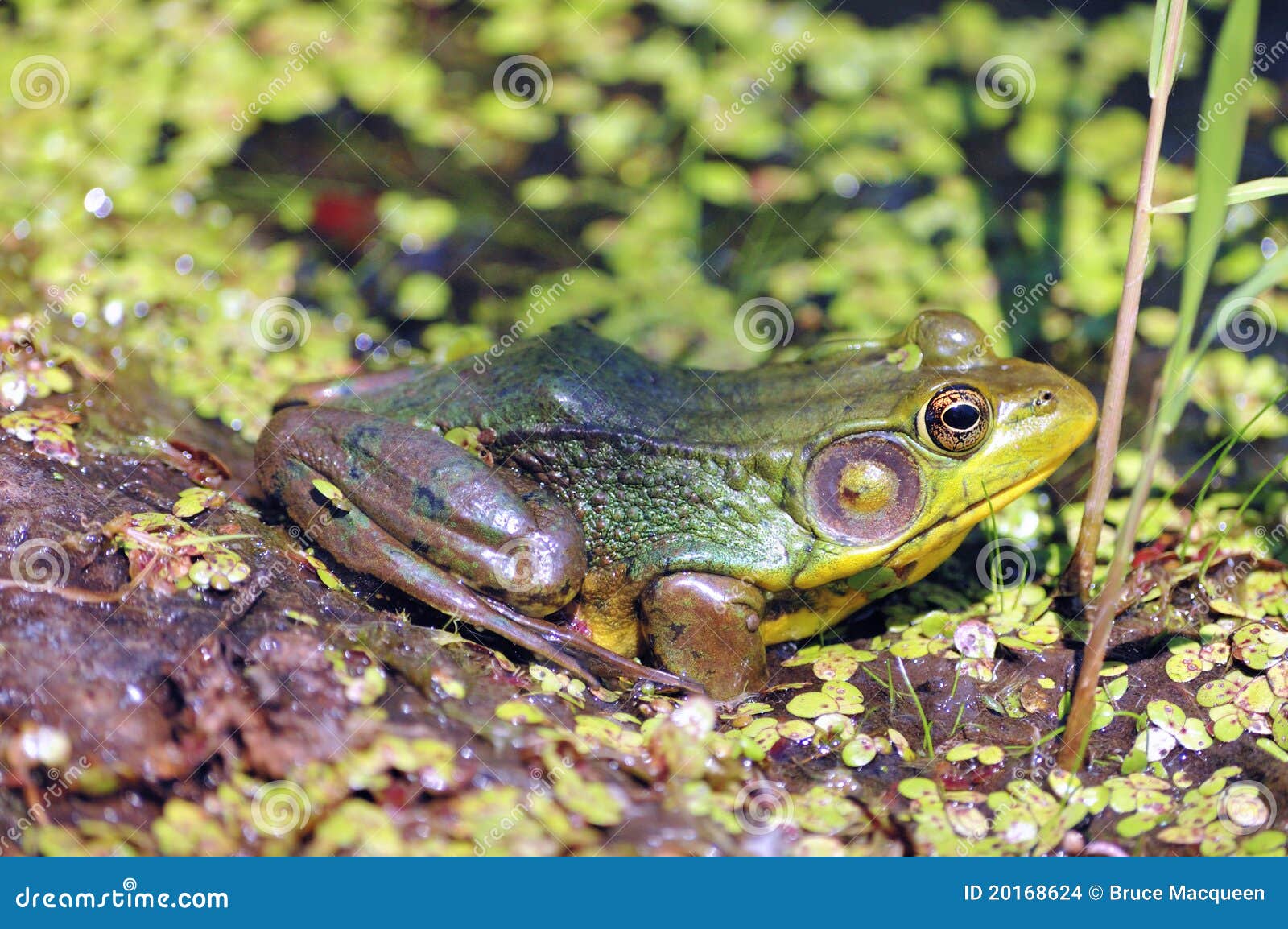 Bullfrog stock photo. Image of amphibian, marsh, swamp - 20168624