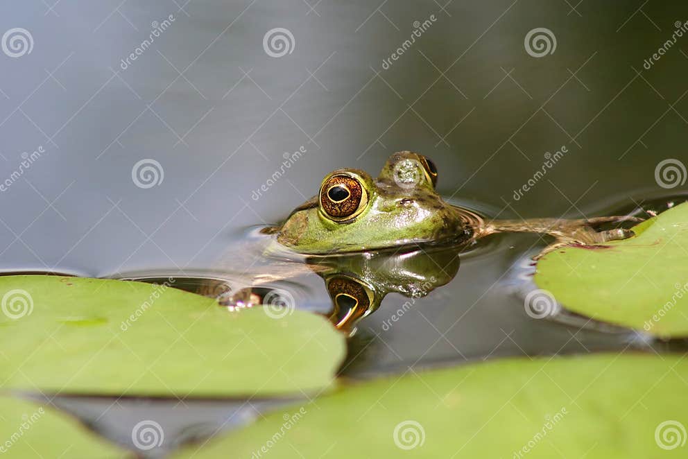Bullfrog stock photo. Image of water, bullfrog, slime - 2090210