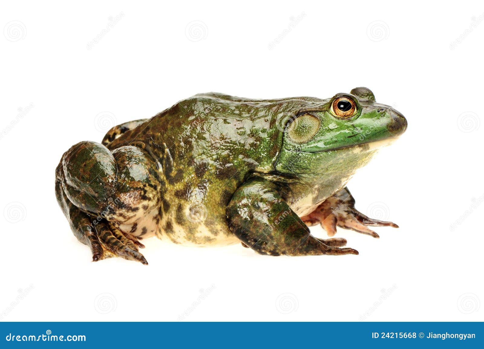 American Bullfrog In The Grass Stock Image | CartoonDealer.com #83359645