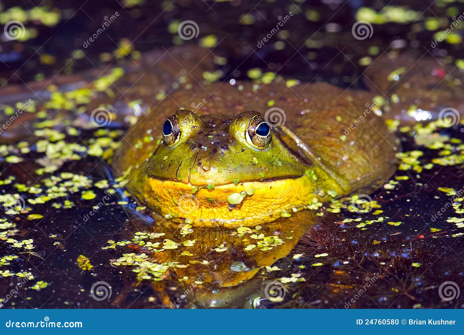 Bullfrog stock photo. Image of bullfrog, kermit, bull - 24760580