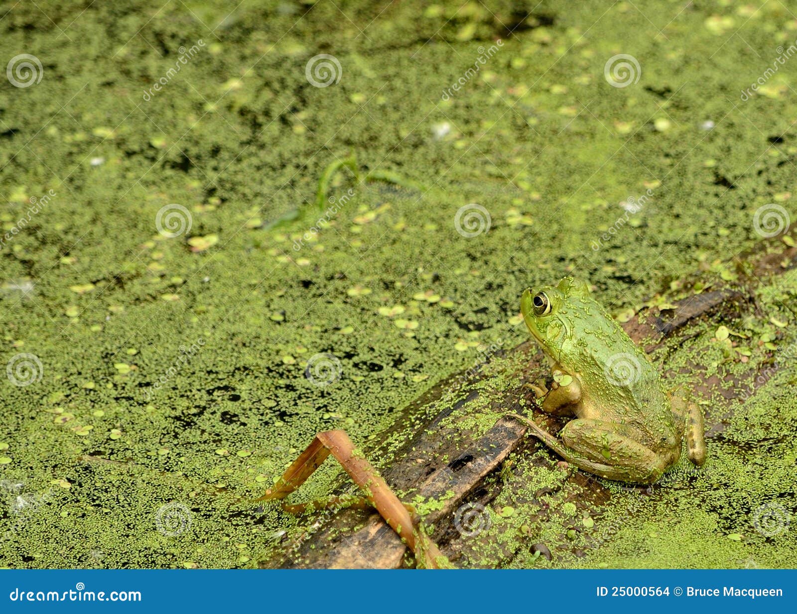 Bullfrog stock photo. Image of nature, closeup, bullfrog - 25000564