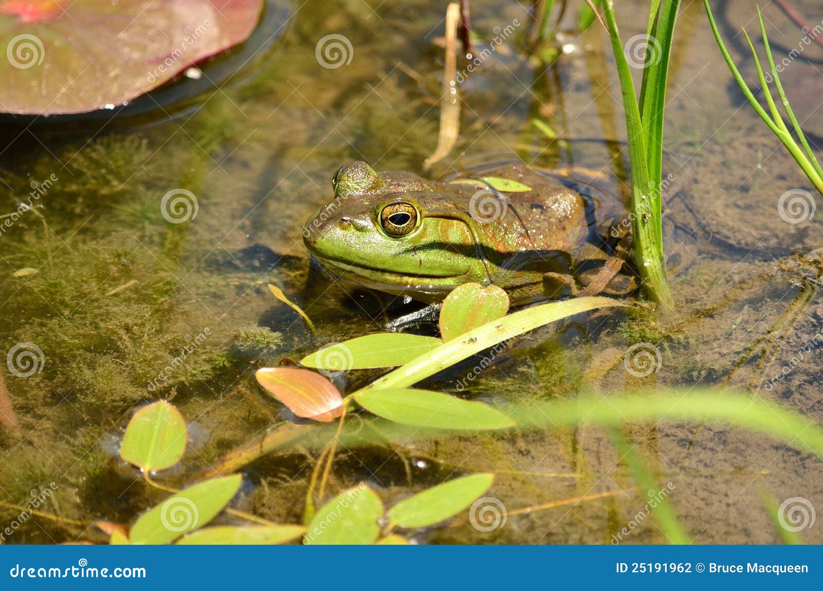 Bullfrog stock photo. Image of creature, animal, sitting - 25191962