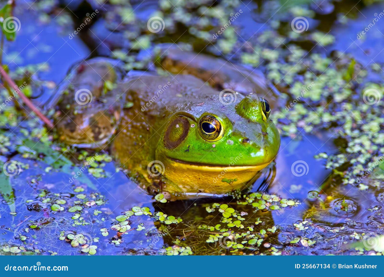 Bullfrog stock photo. Image of rana, wildlife, kermit - 25667134