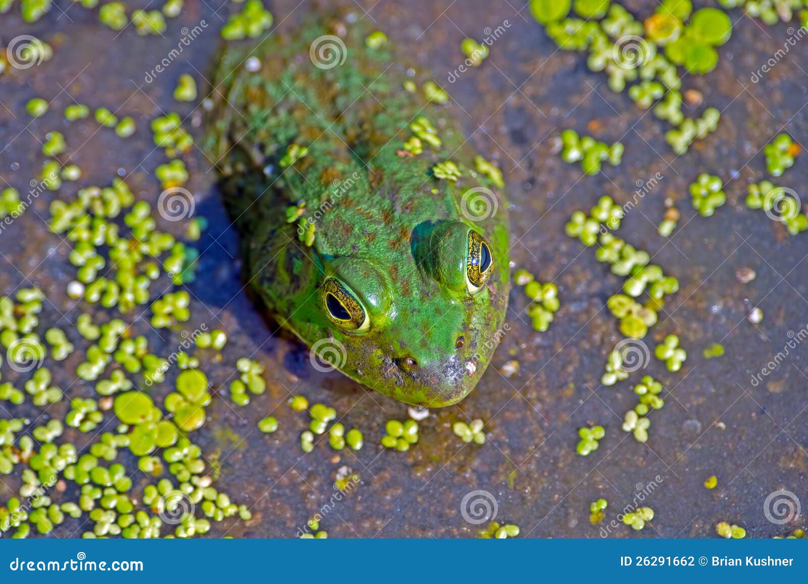 Bullfrog stock photo. Image of wildlife, pond, rana, kermit - 26291662