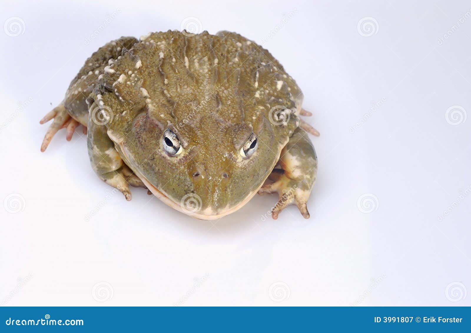 Bullfrog stock image. Image of bullfrog, toad, animal - 3991807