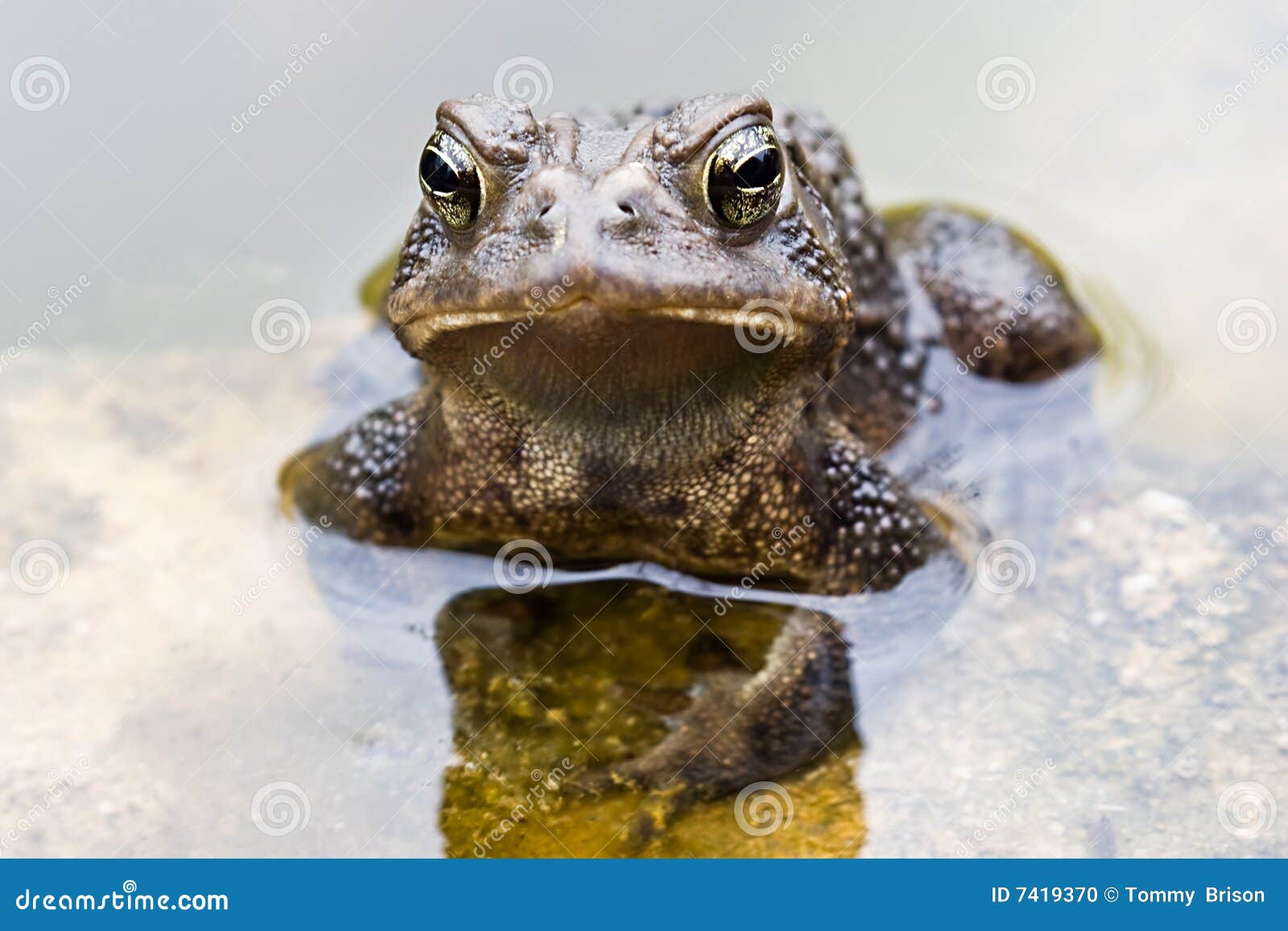 Bullfrog stock photo. Image of creature, eyes, missouri - 7419370