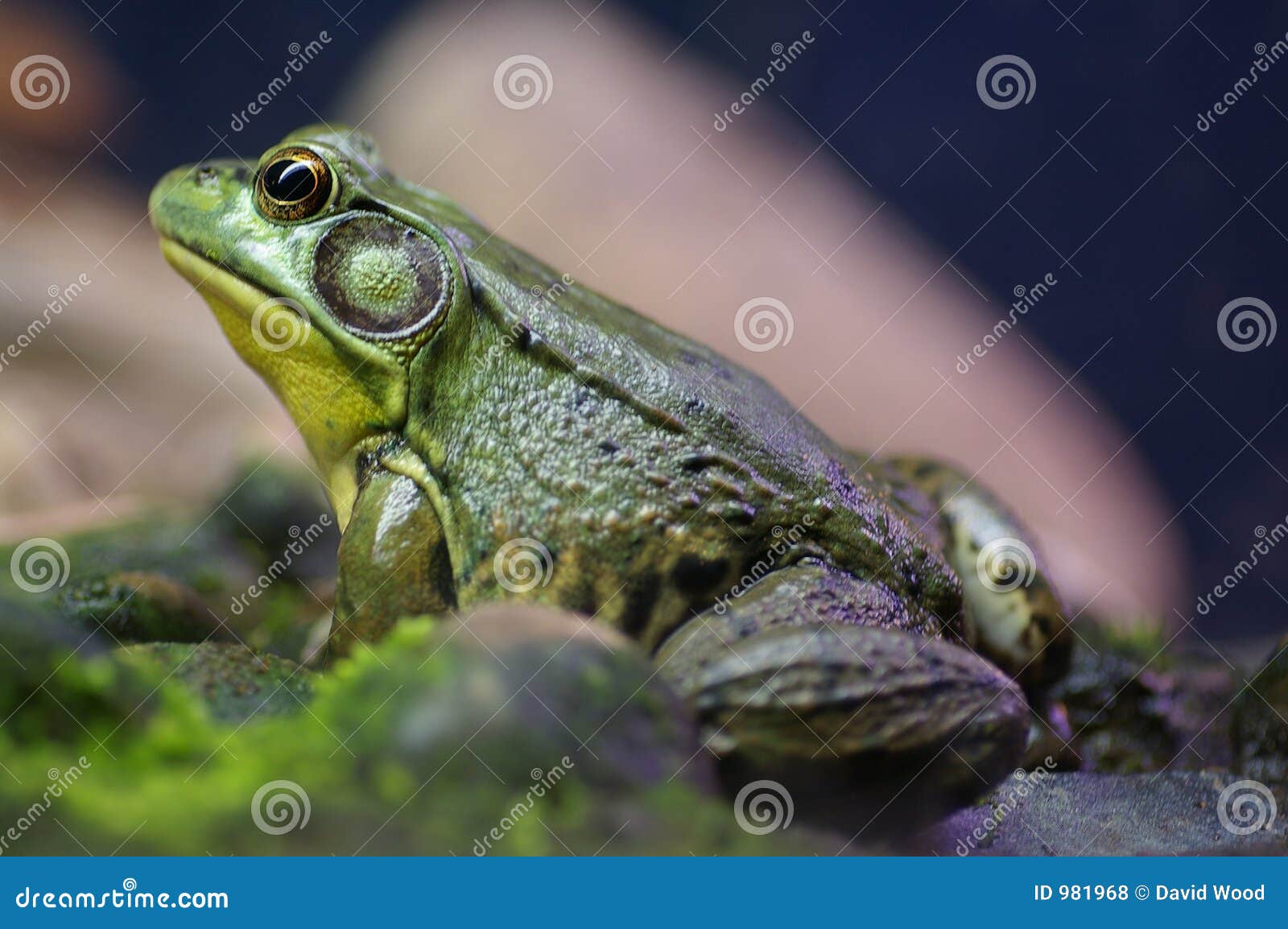 2,743 Green Bullfrog Stock Photos - Free & Royalty-Free Stock Photos ...