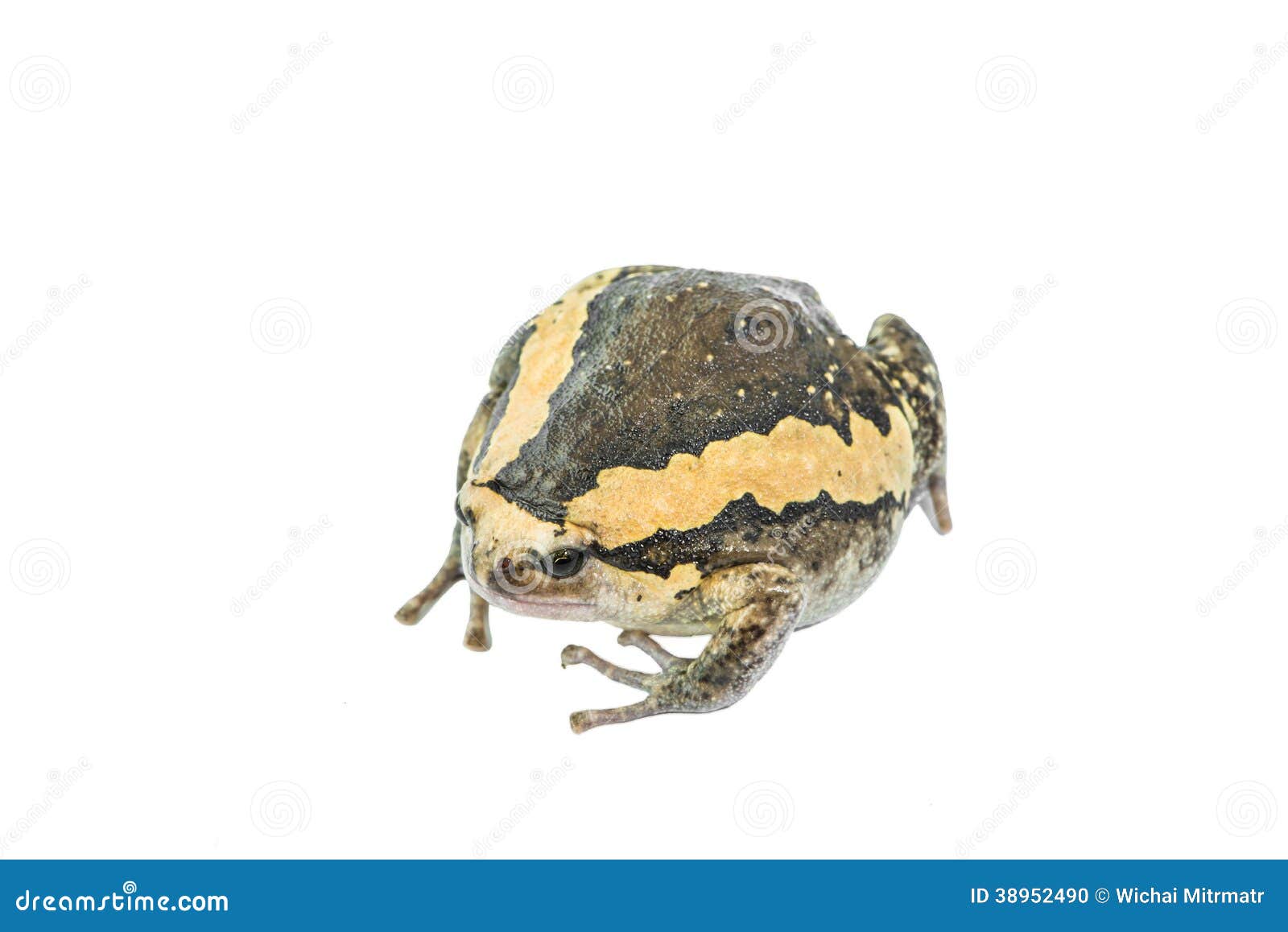 Bullfrog stock photo. Image of length, indoors, fauna - 38952490