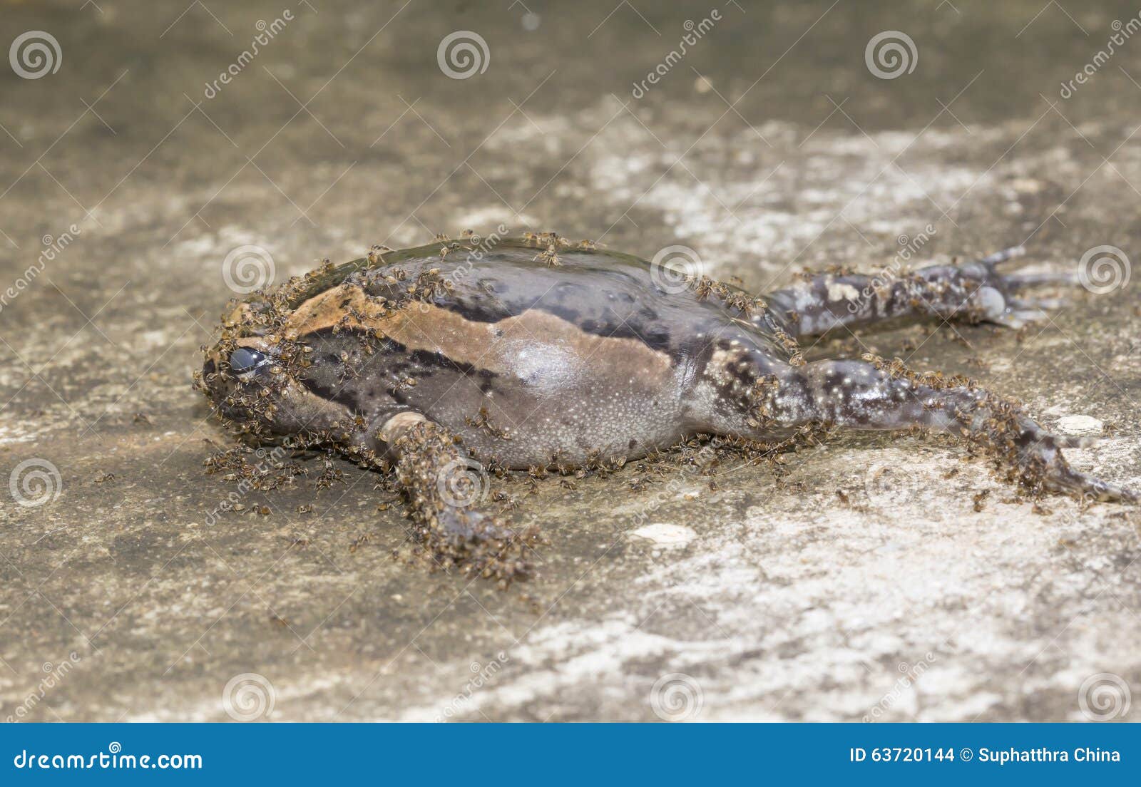 Bullfrog stock photo. Image of asia, outdoor, bullfrog - 63720144
