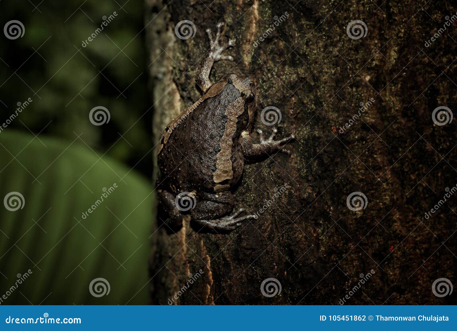 The bullfrog stock photo. Image of frog, wildlife, jump - 105451862