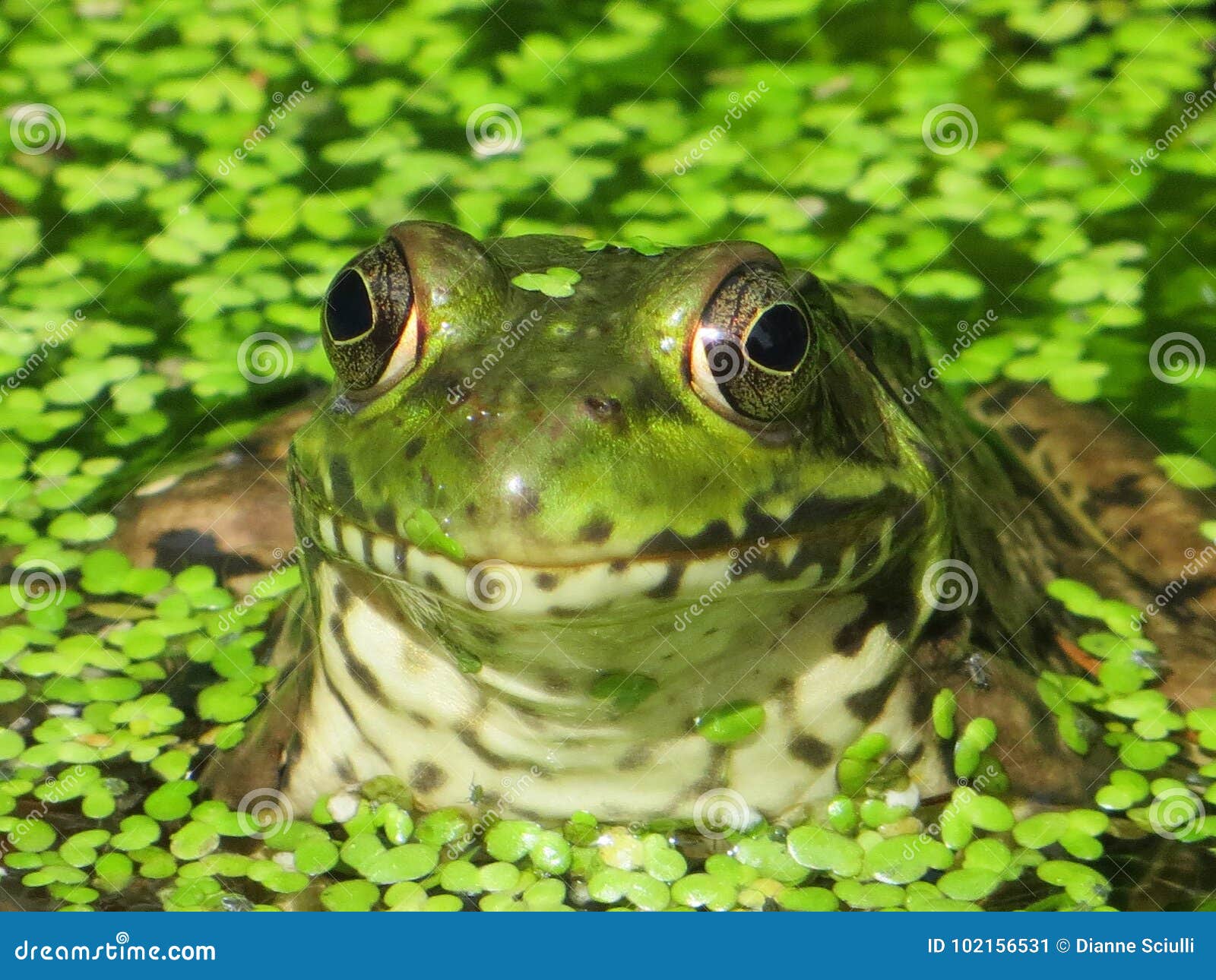 Bullfrog stock image. Image of frog, amphibian, green - 102156531