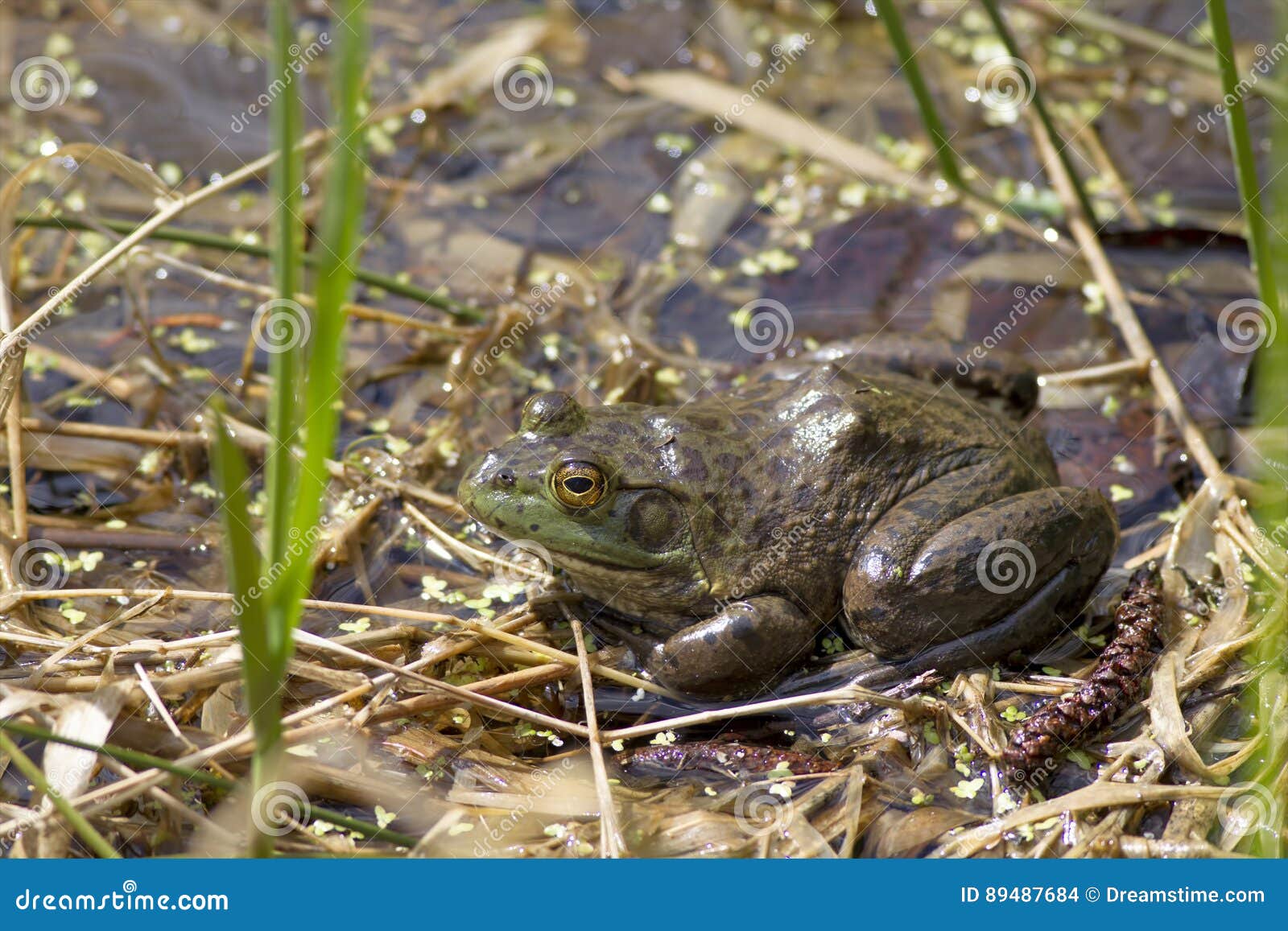 Bullfrog Calling during Spring Stock Photo - Image of florida ...