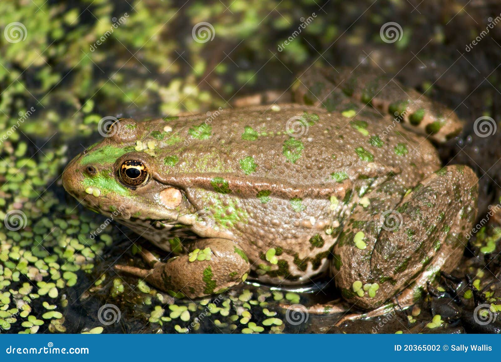 Bullfrog camouflaged stock photo. Image of reptile, protective - 20365002