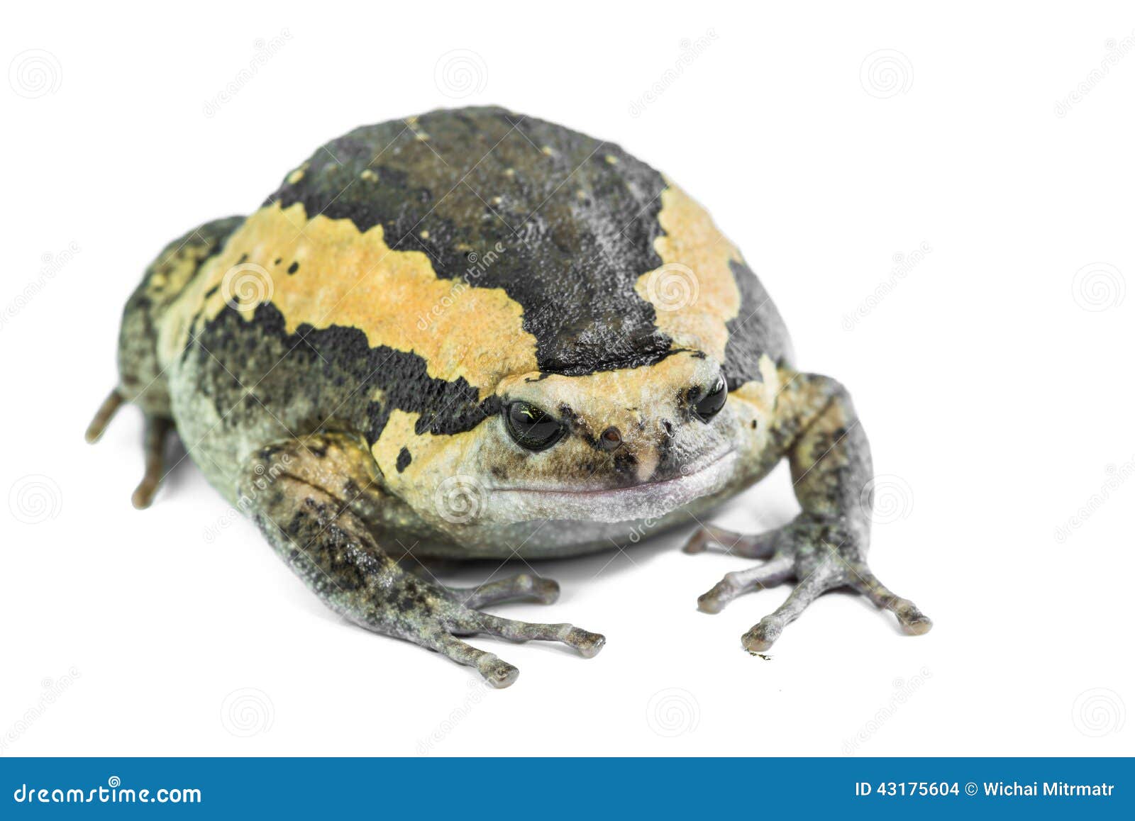 Bullfrog stock photo. Image of amphibian, catesbeiana - 43175604