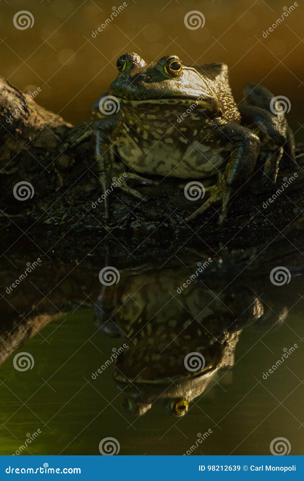 Bullfrog Double stock image. Image of frog, green, double - 98212639