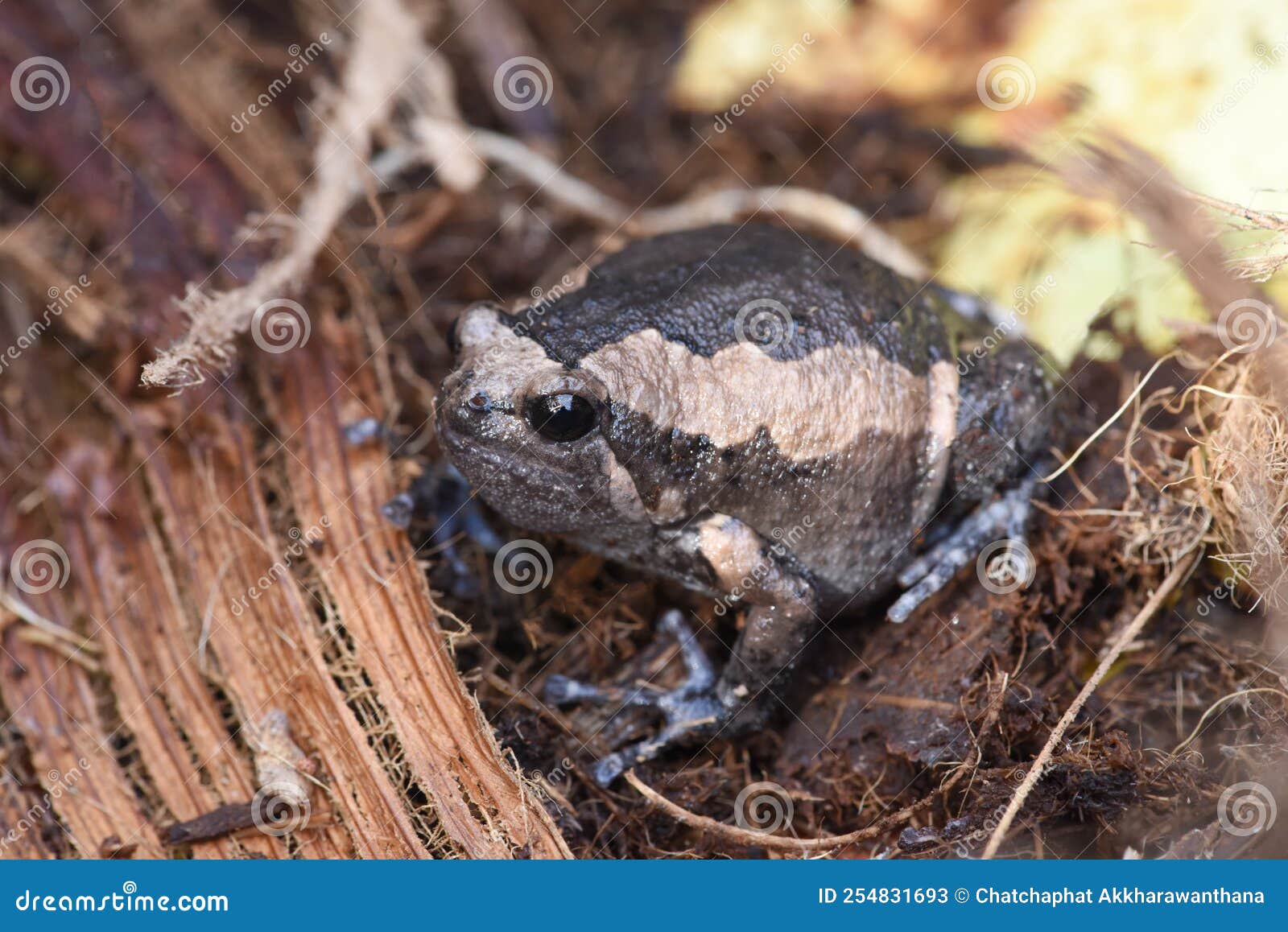 Bullfrog in the forest . stock image. Image of insect - 254831693