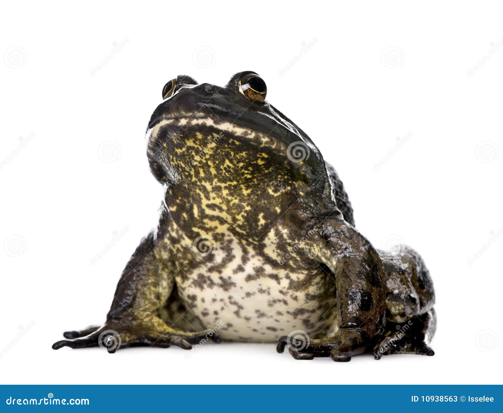101 Bullfrog Front White Background Photos - Free & Royalty-Free Stock ...