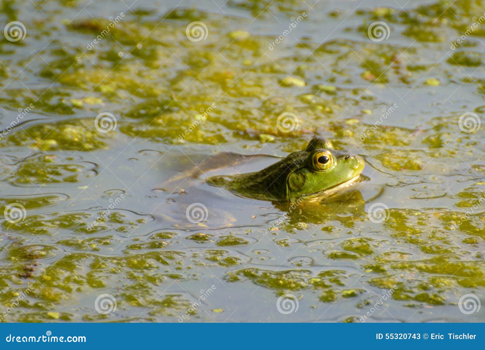 Bullfrog stock image. Image of swamp, bullfrog, water - 55320743