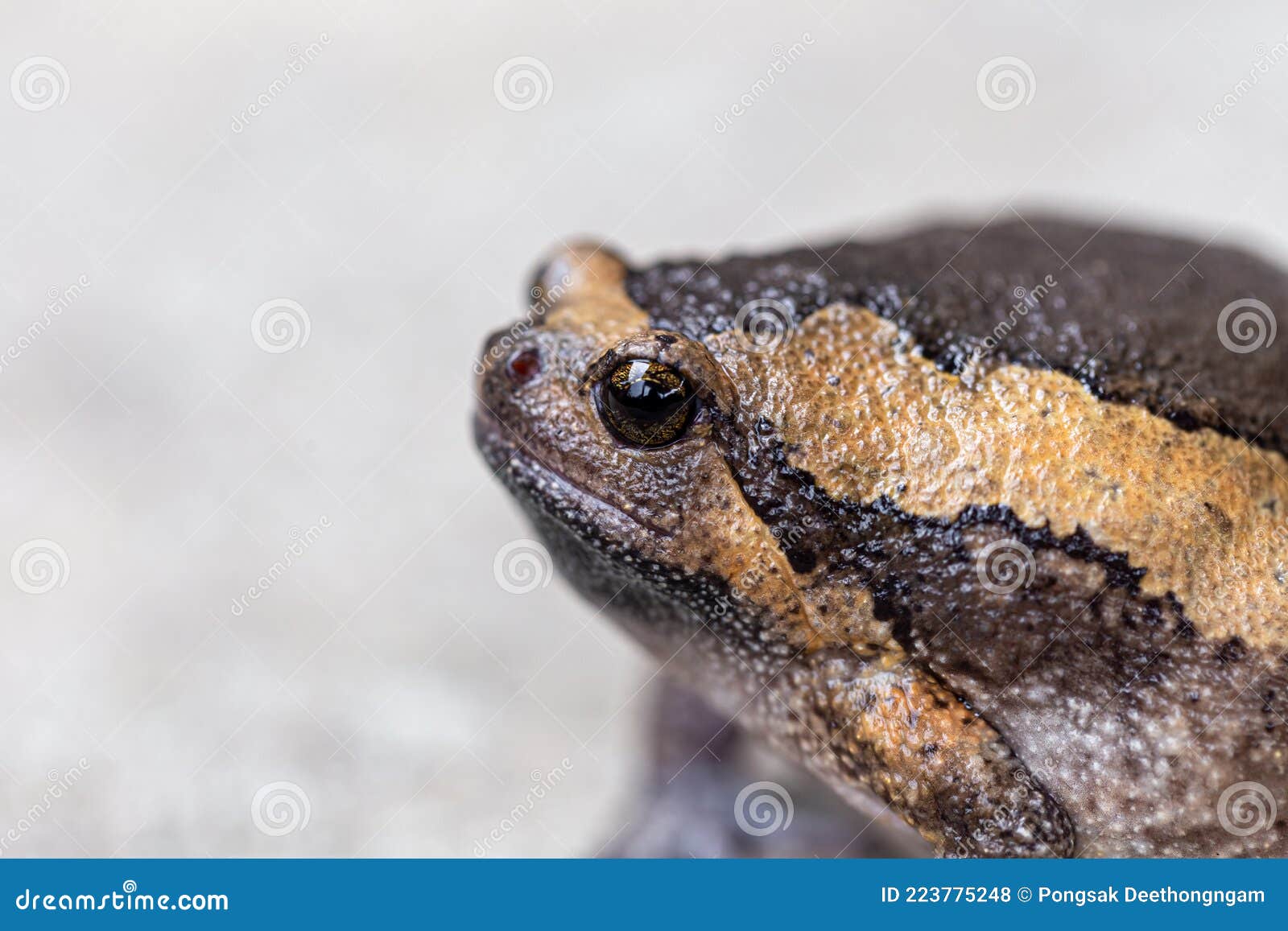 Bullfrog is inflating stock photo. Image of looking - 223775248