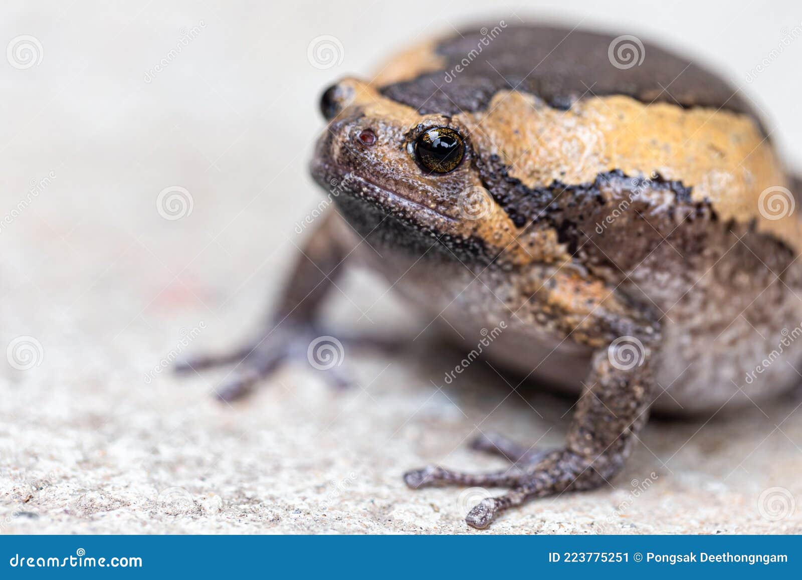 Bullfrog is inflating stock image. Image of bonfire - 223775251