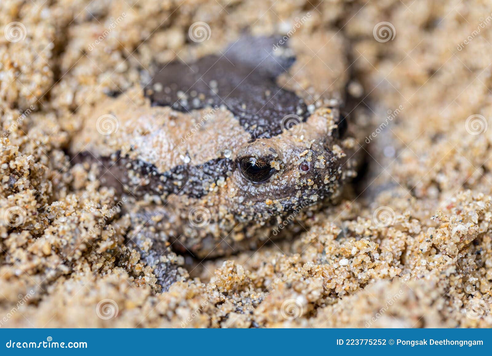 Bullfrog is inflating stock photo. Image of brown, chubby - 223775252