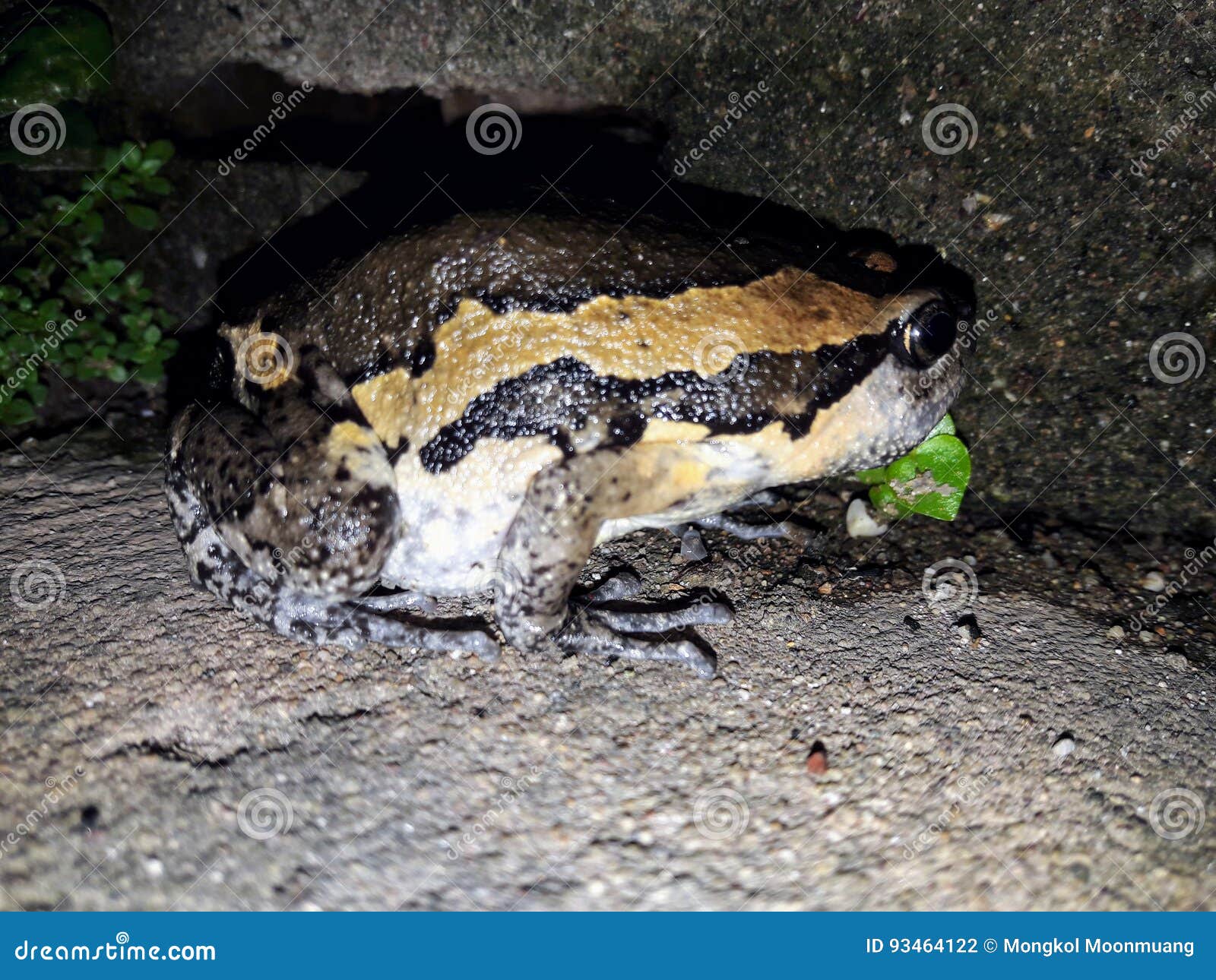 Bullfrog stock photo. Image of outdoor, night, bullfrog - 93464122