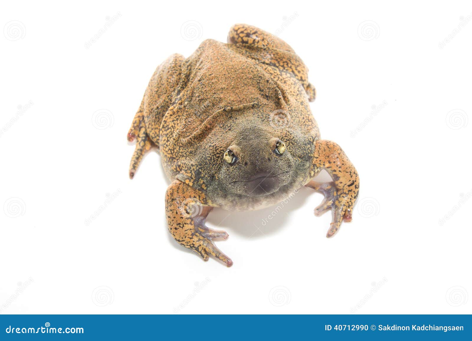 Bullfrog isolate on white stock photo. Image of single - 40712990