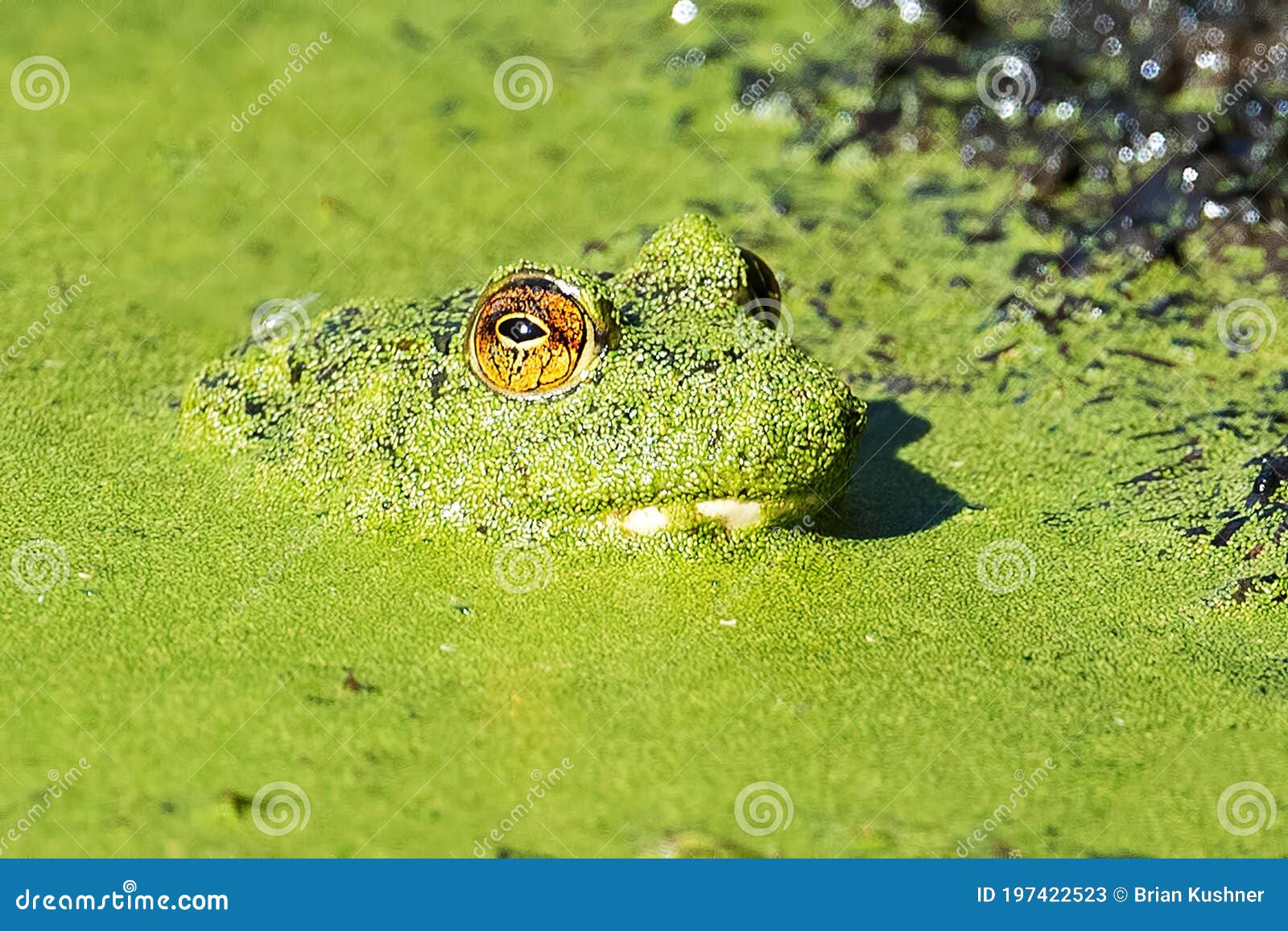 A Bullfrog Laying in a Pond Full of Duckweed Stock Image - Image of ...
